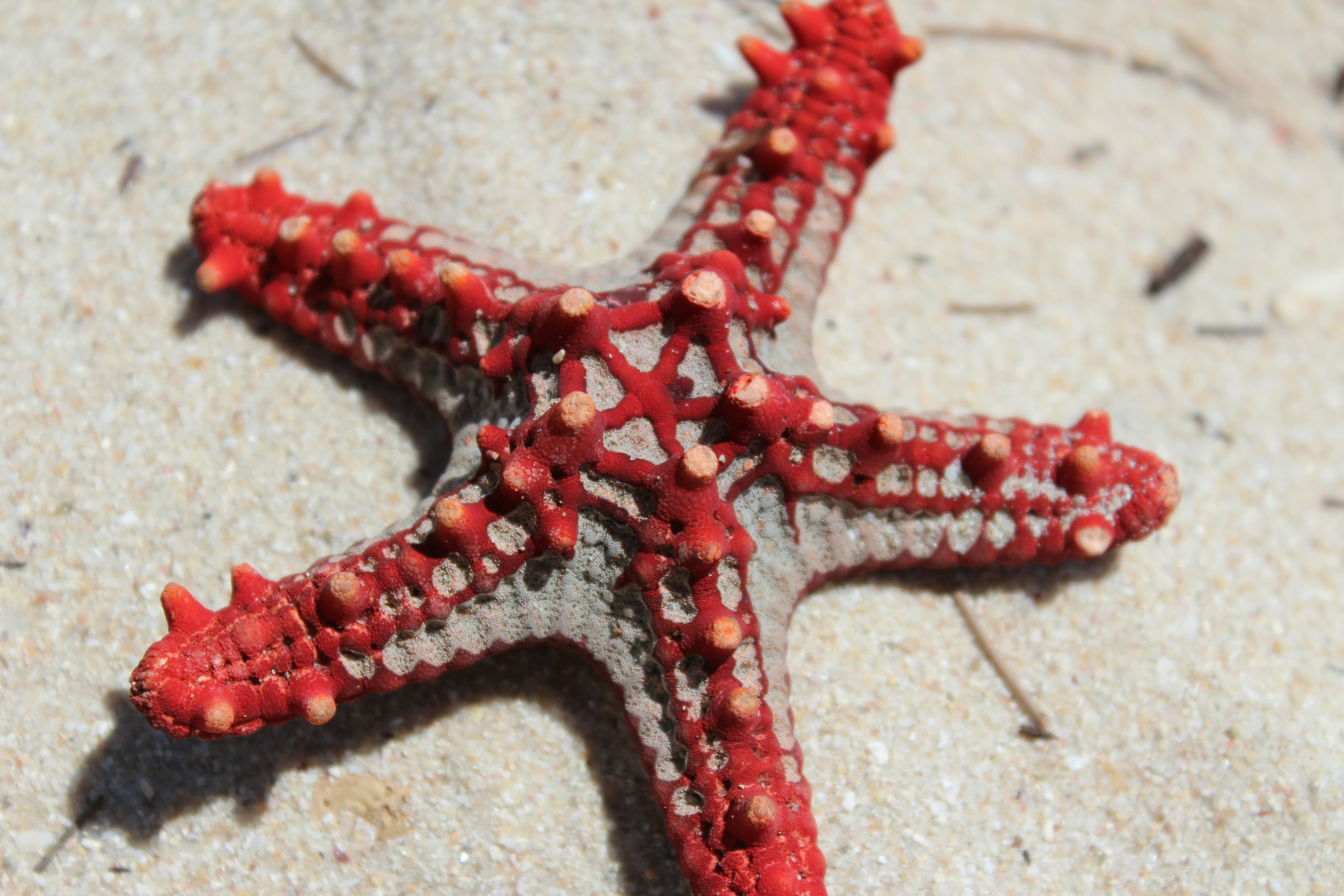 Bright red starfish rests on pale beach sand, showcasing textured ridges and small white tubercles across its five arms.