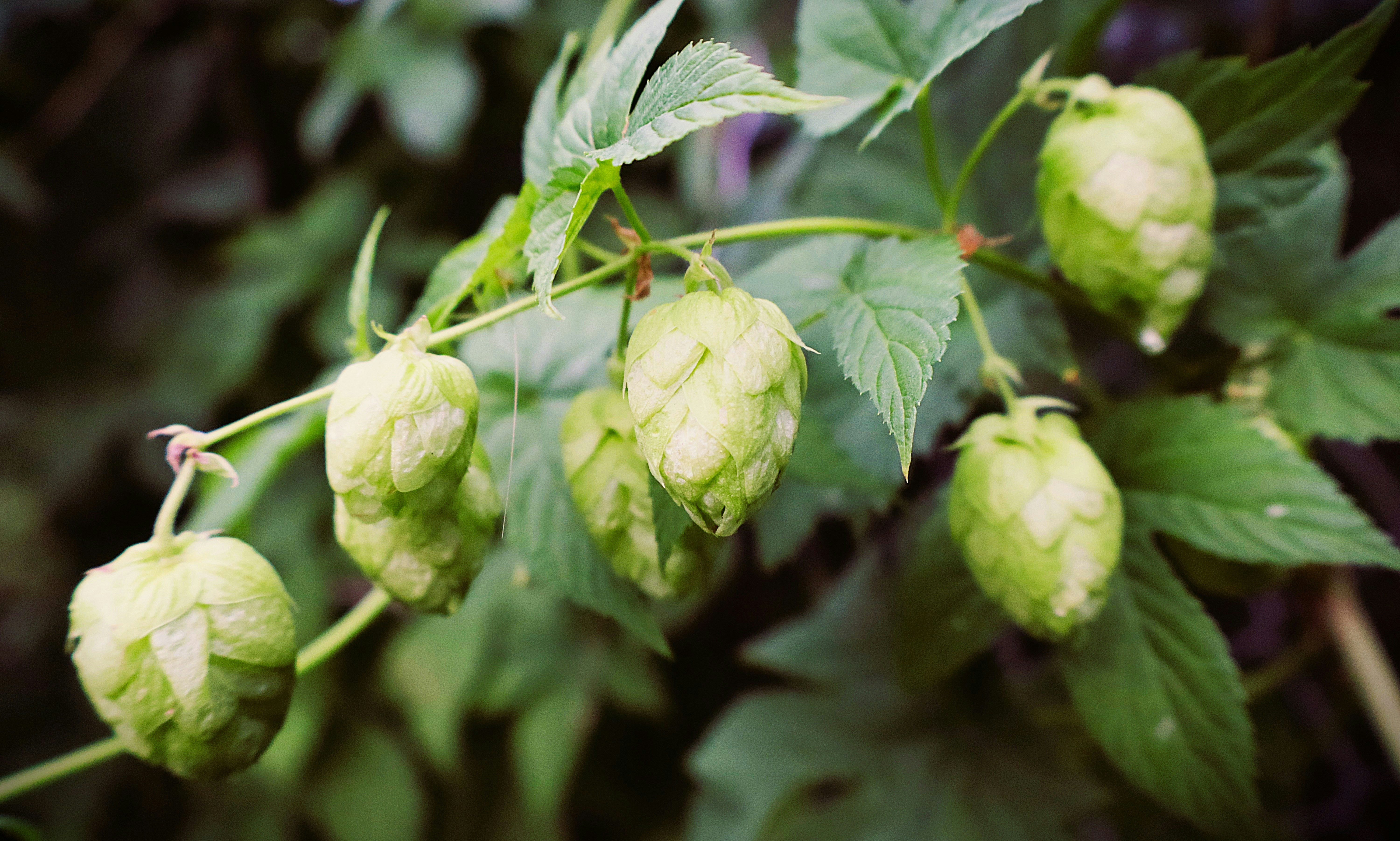 Green Hop Cones on Sultry Vines