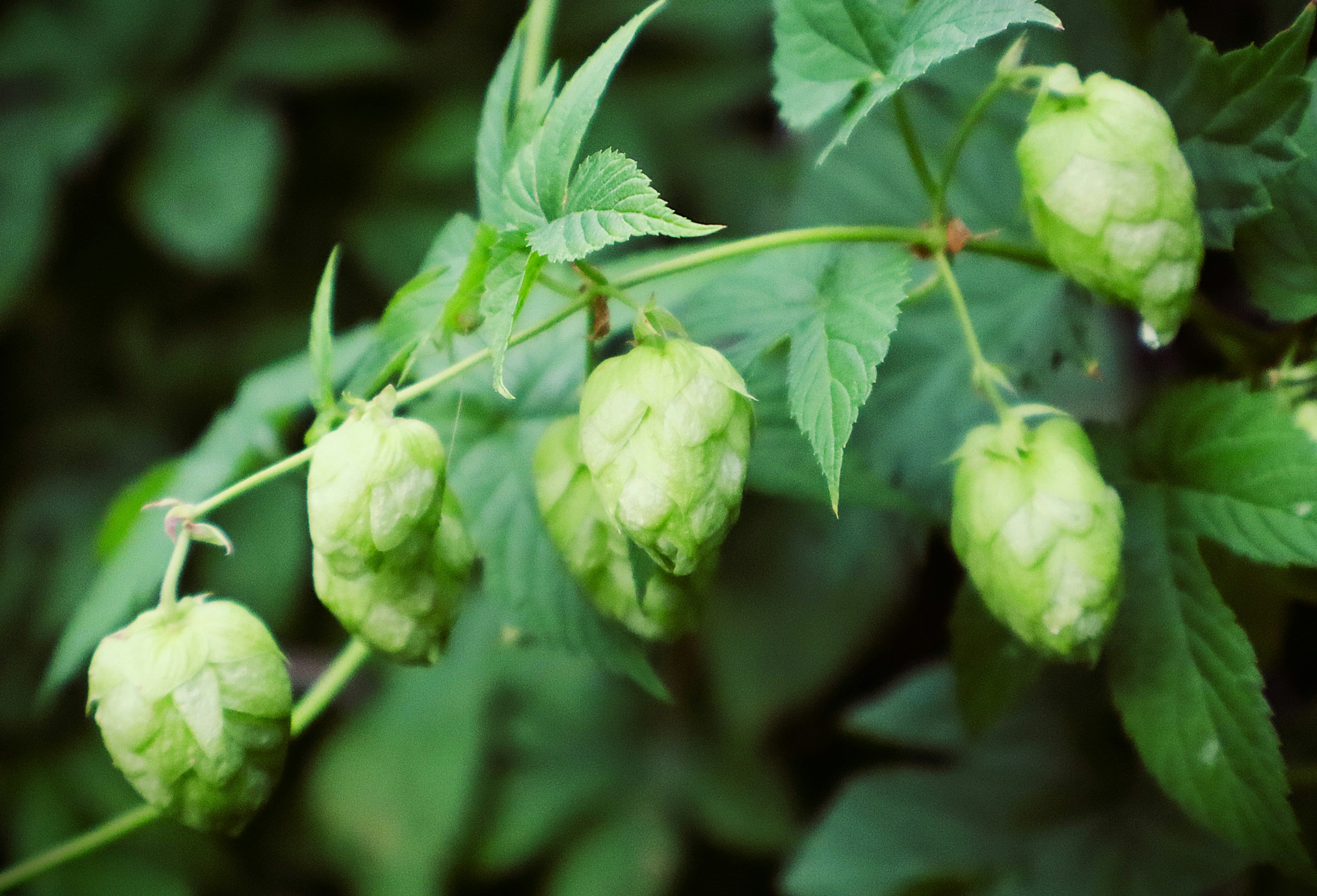 Diminutive Hop Cones Cling to a Verdant Vining Stem