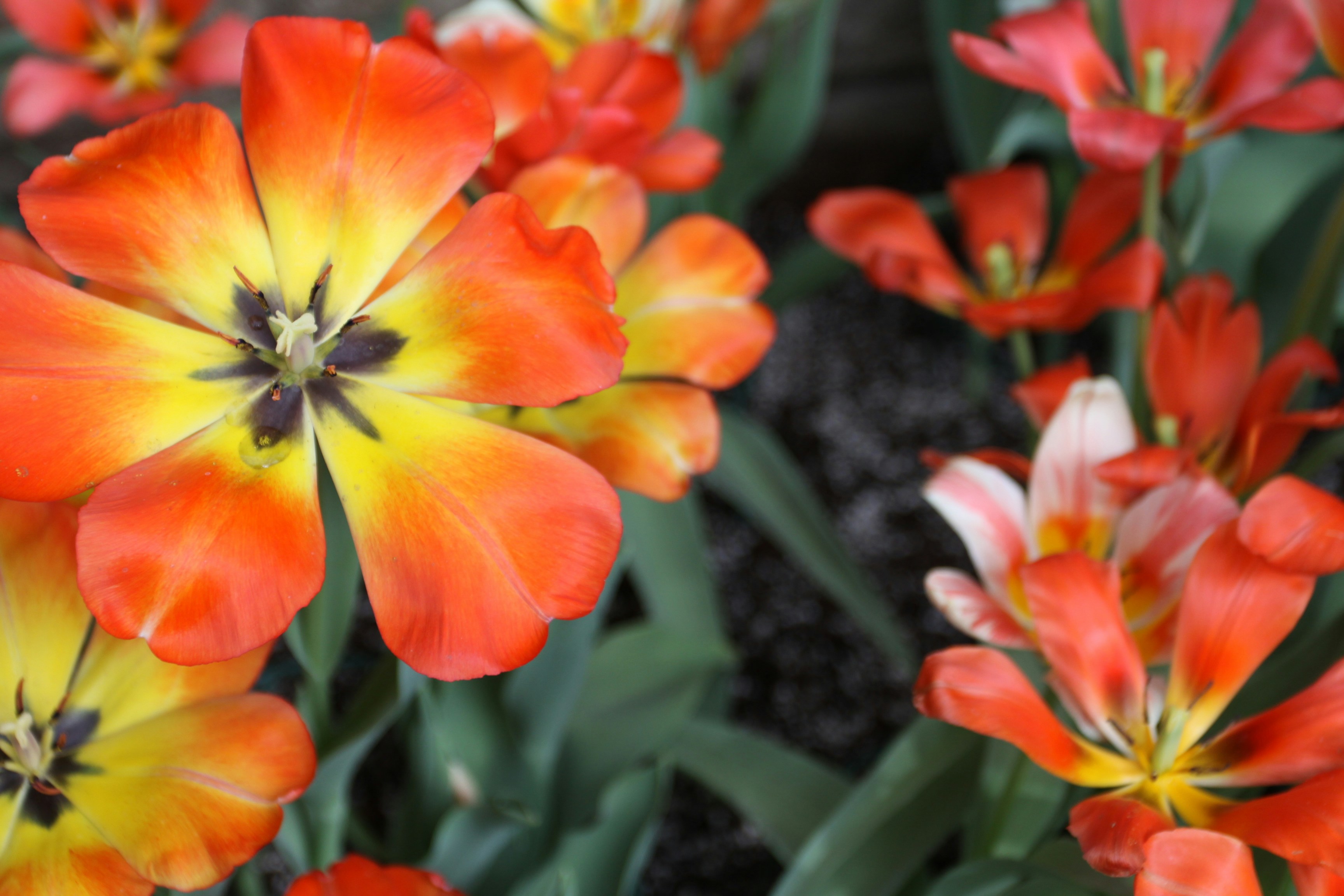 Orange Tulip Bloom with Dark Center Radiance