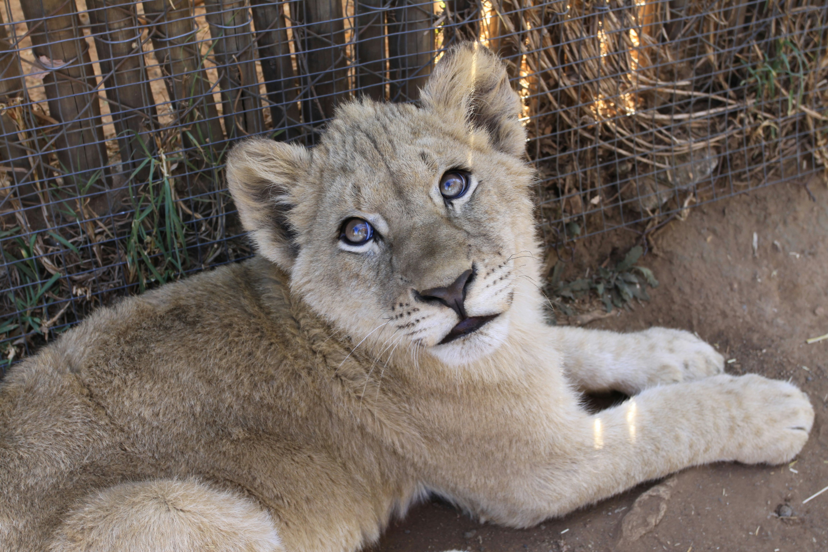 Curious Cub at the Gate: A Lioness's Fledgling Stares Down the Lens