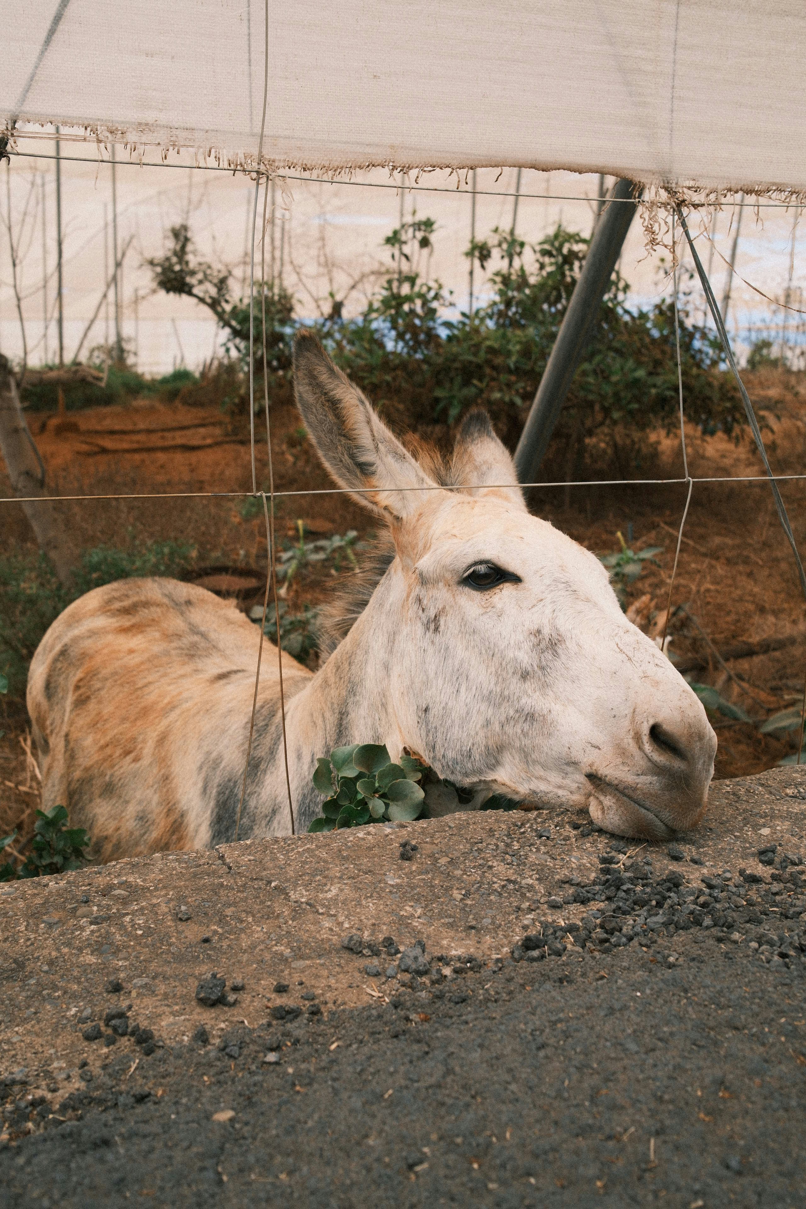 Curled Ears and Quiet Gaze: A Gentle Donkey at the Fence