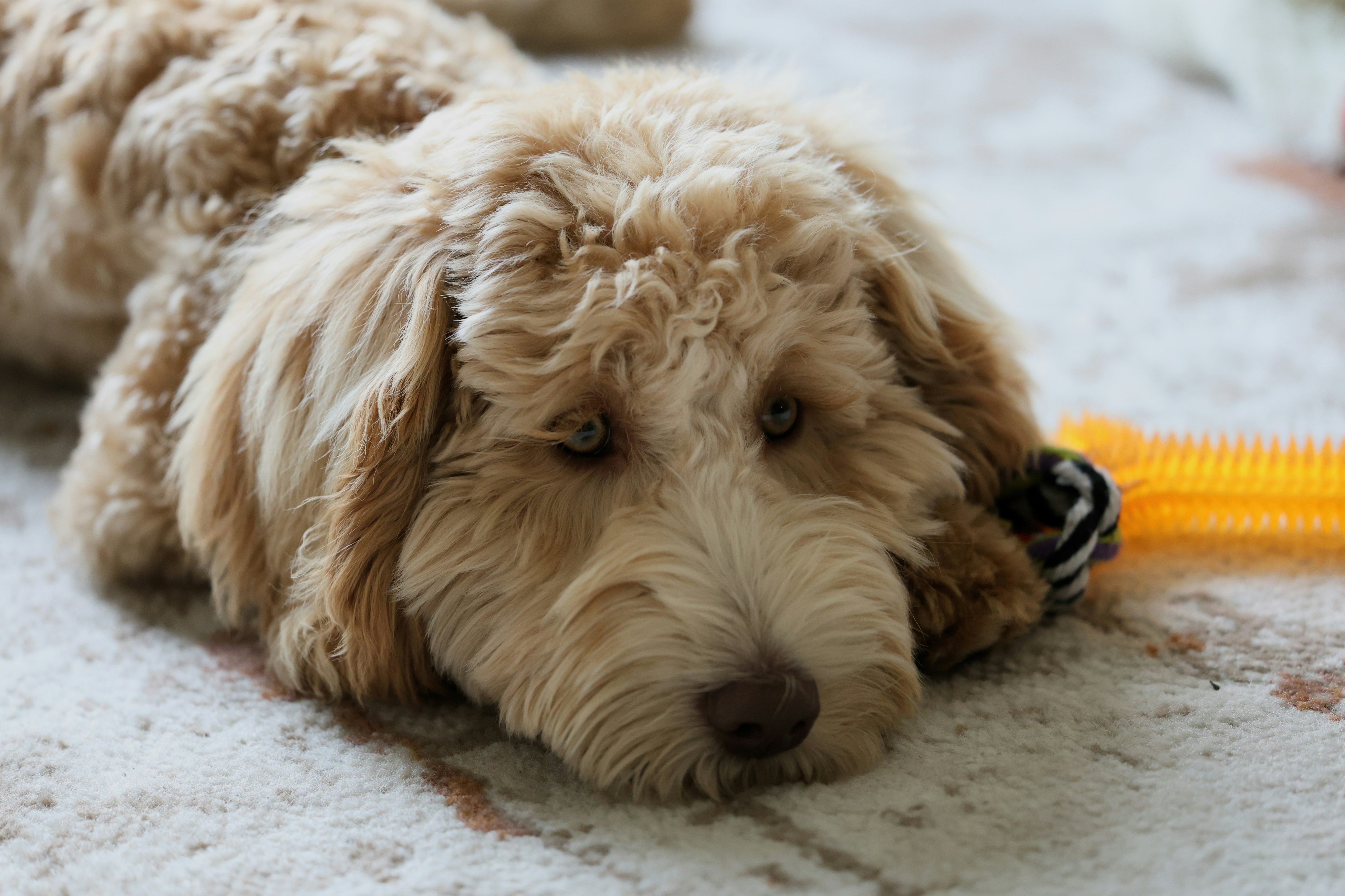 Cozy Lullaby: a sleepy doodle on a sunlit rug