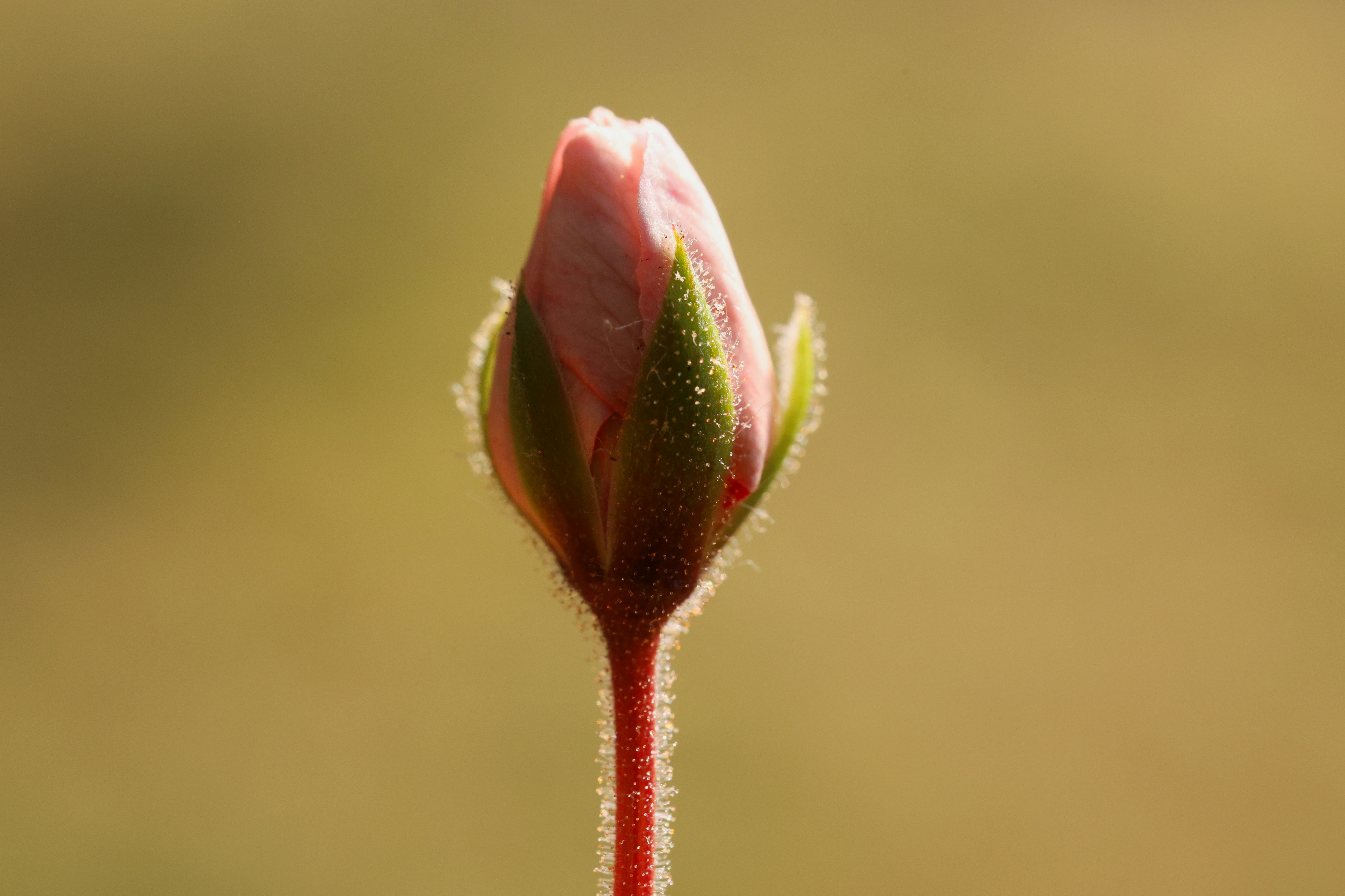 Morning Rosebud: A Delicate Bud Emerges in Soft Backlight