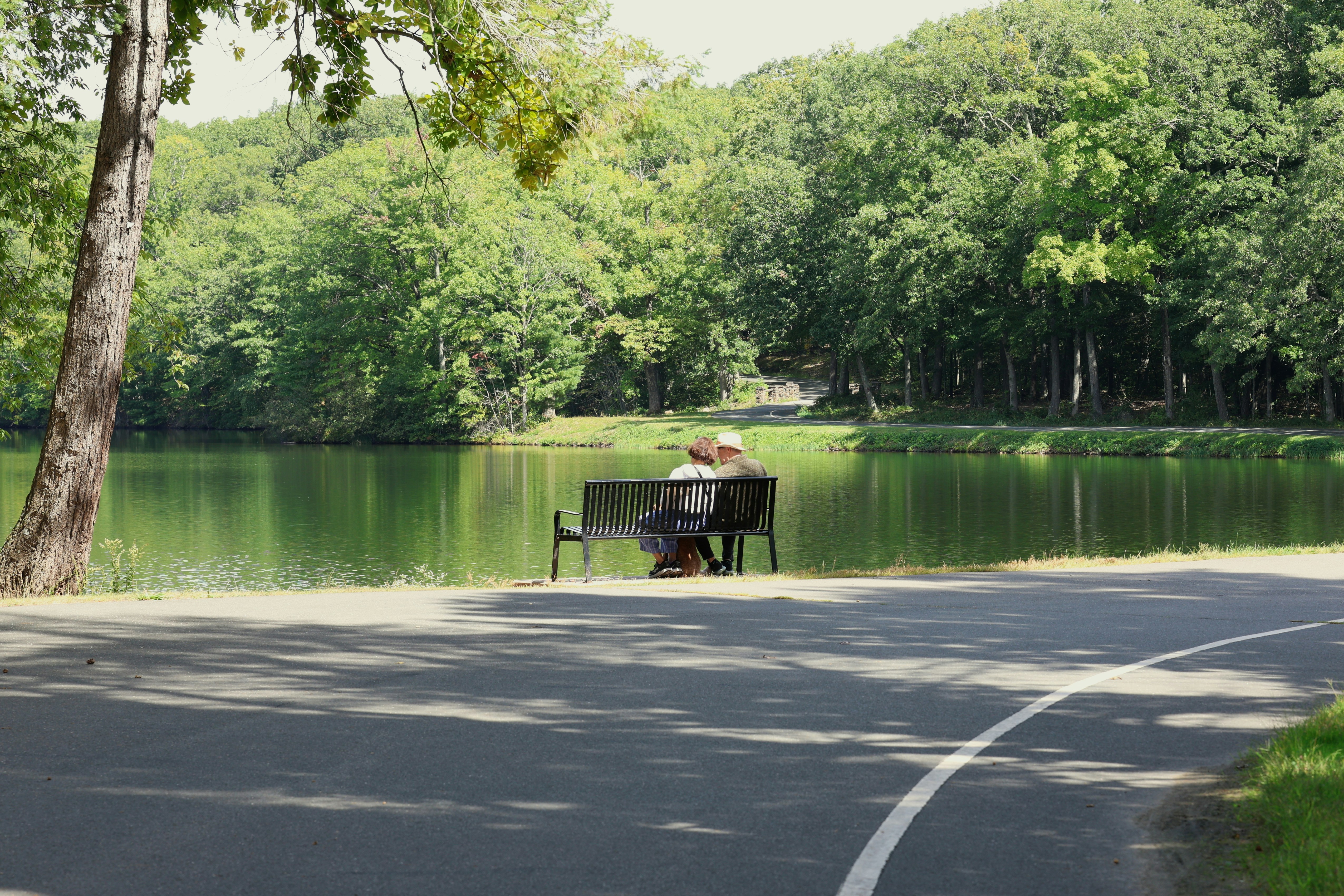 Bench Beneath the Green Canopy by the Quiet Lake