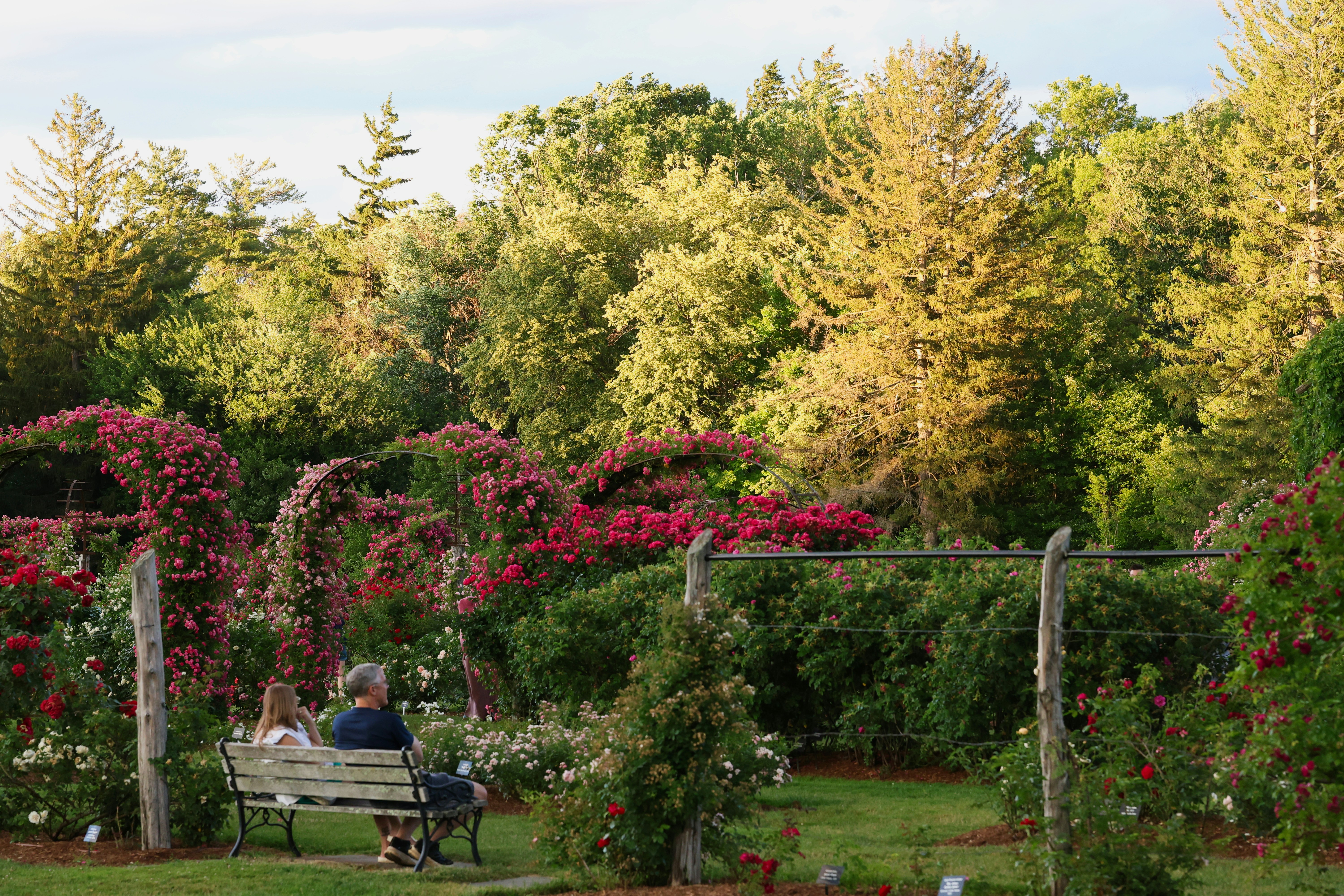 Bench Under the Rose Archway in Quiet Garden