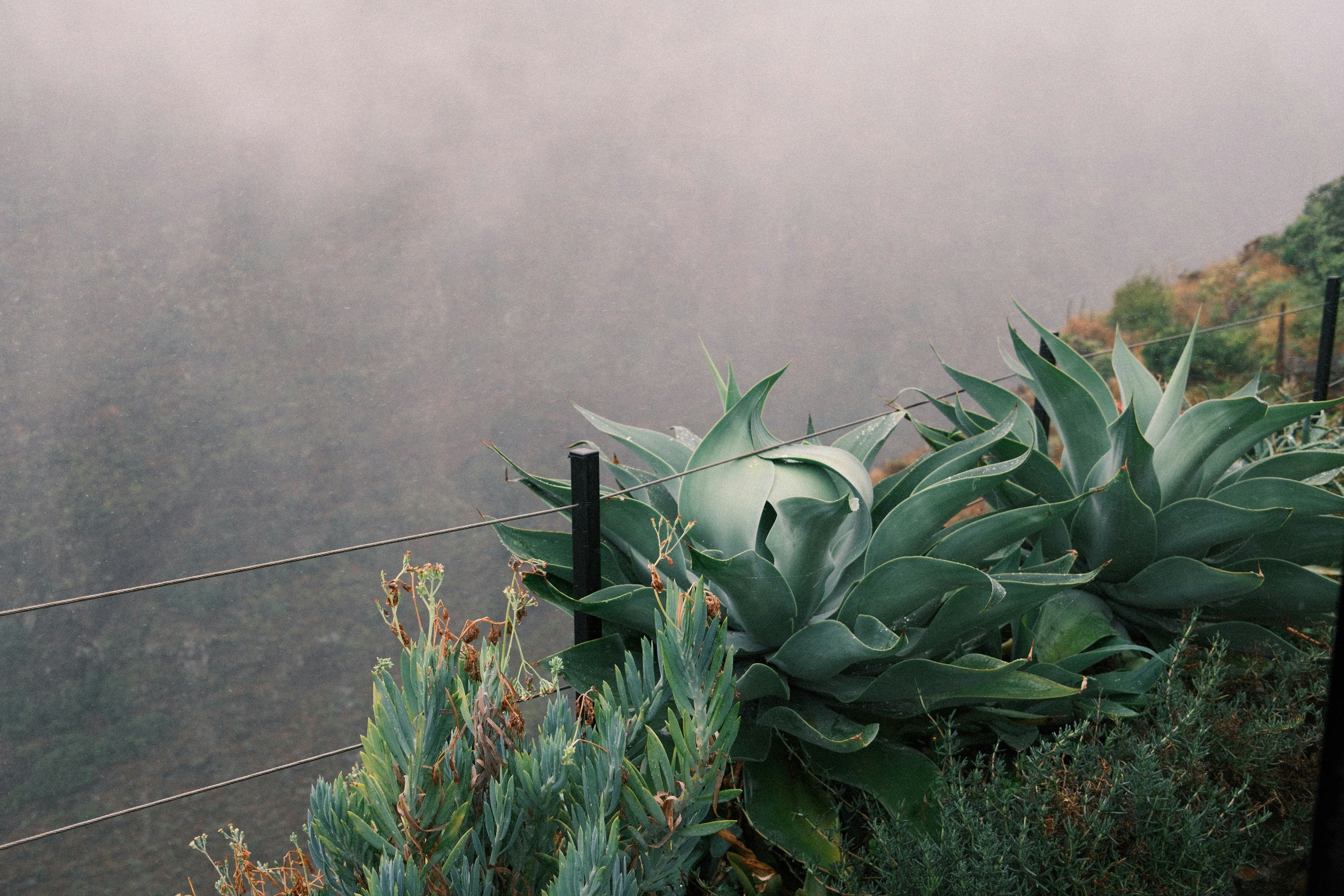 Mist and Greenery Over the Cliff