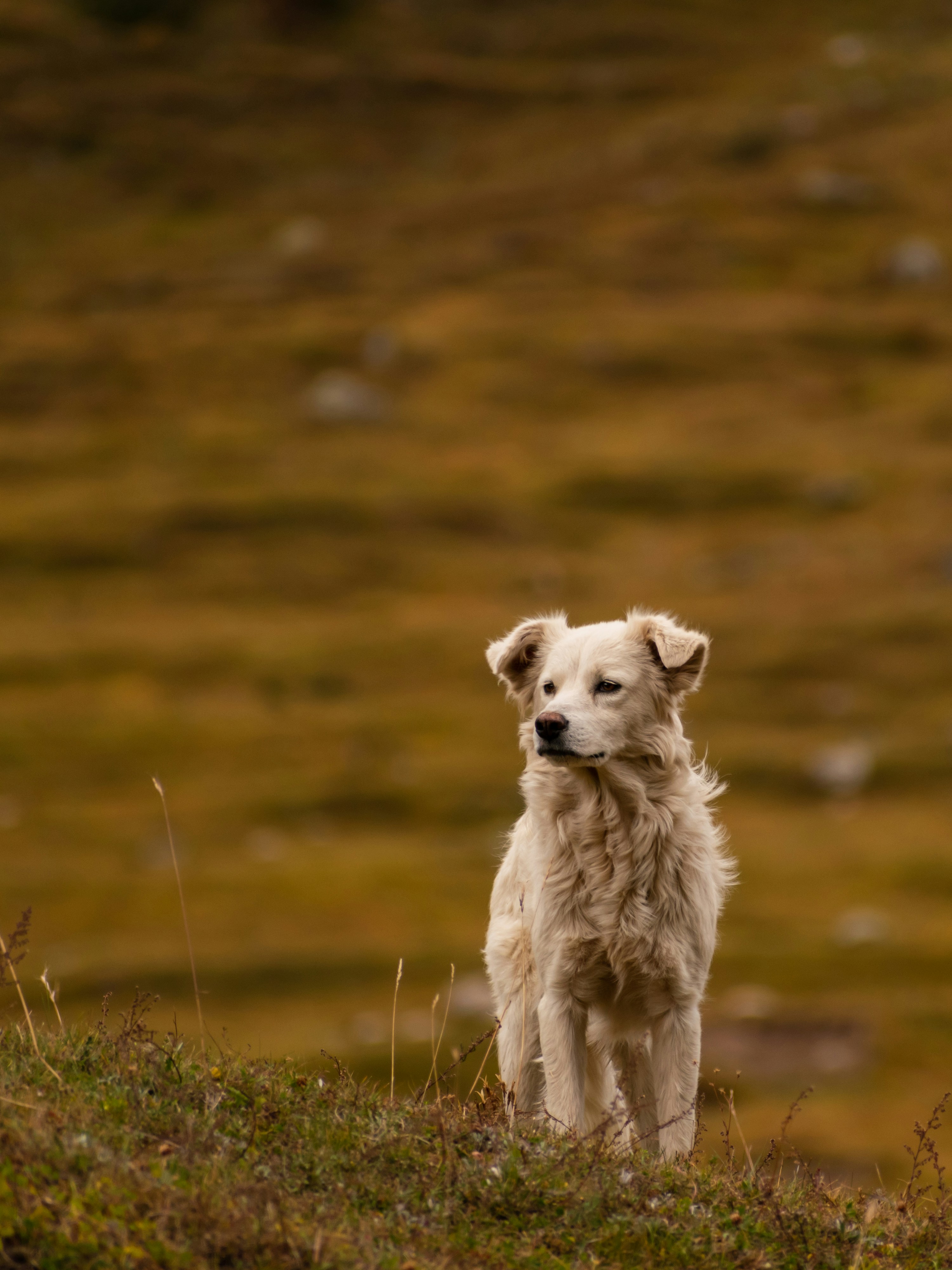 Golden Horizon: A Lone Dog Stands Vigil by the Quiet Shore