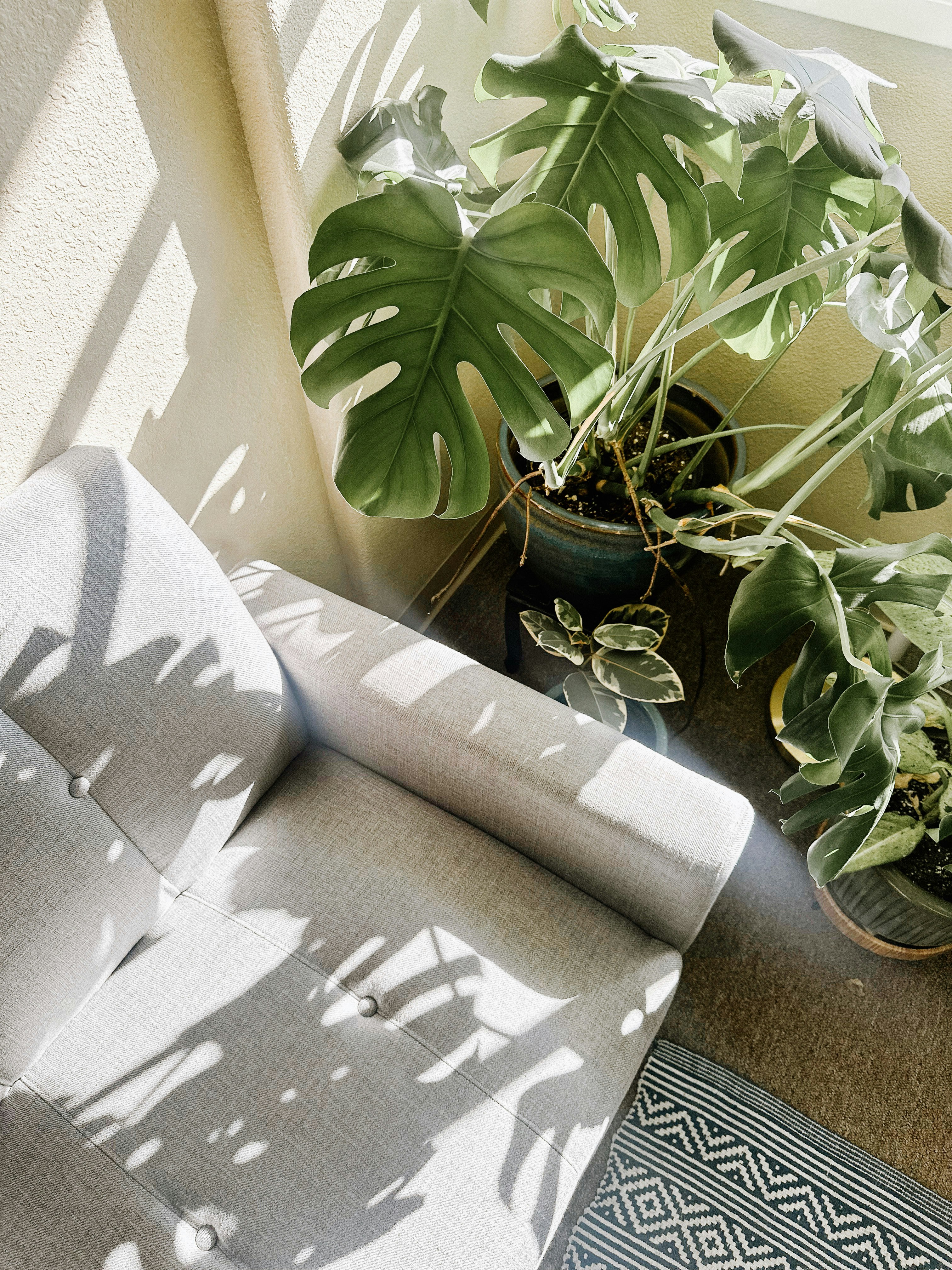 Sunlit Veranda Corner with Monstera Breezes