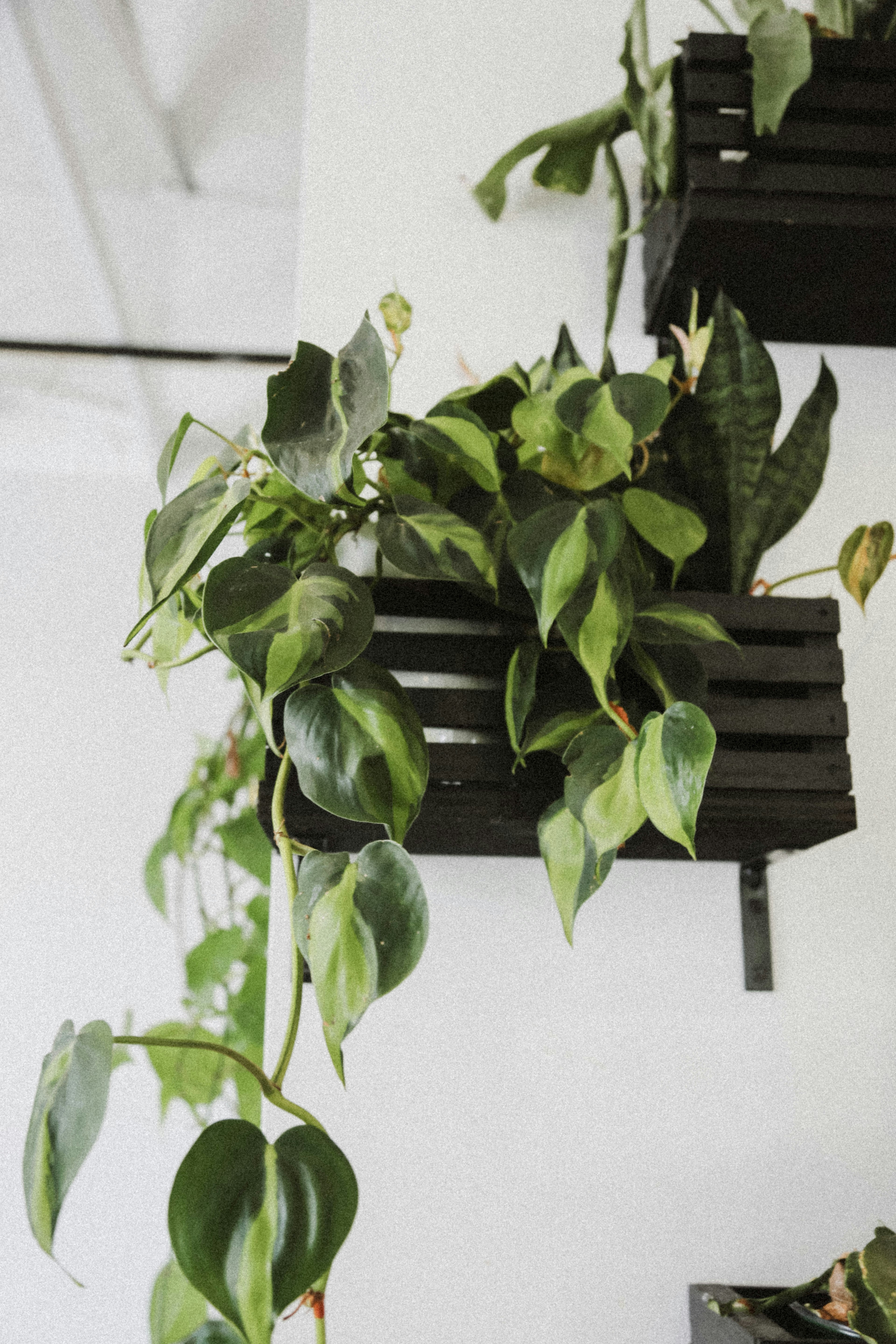 Trailing Heartleaf Greenery in a Minimal Indoor Planter