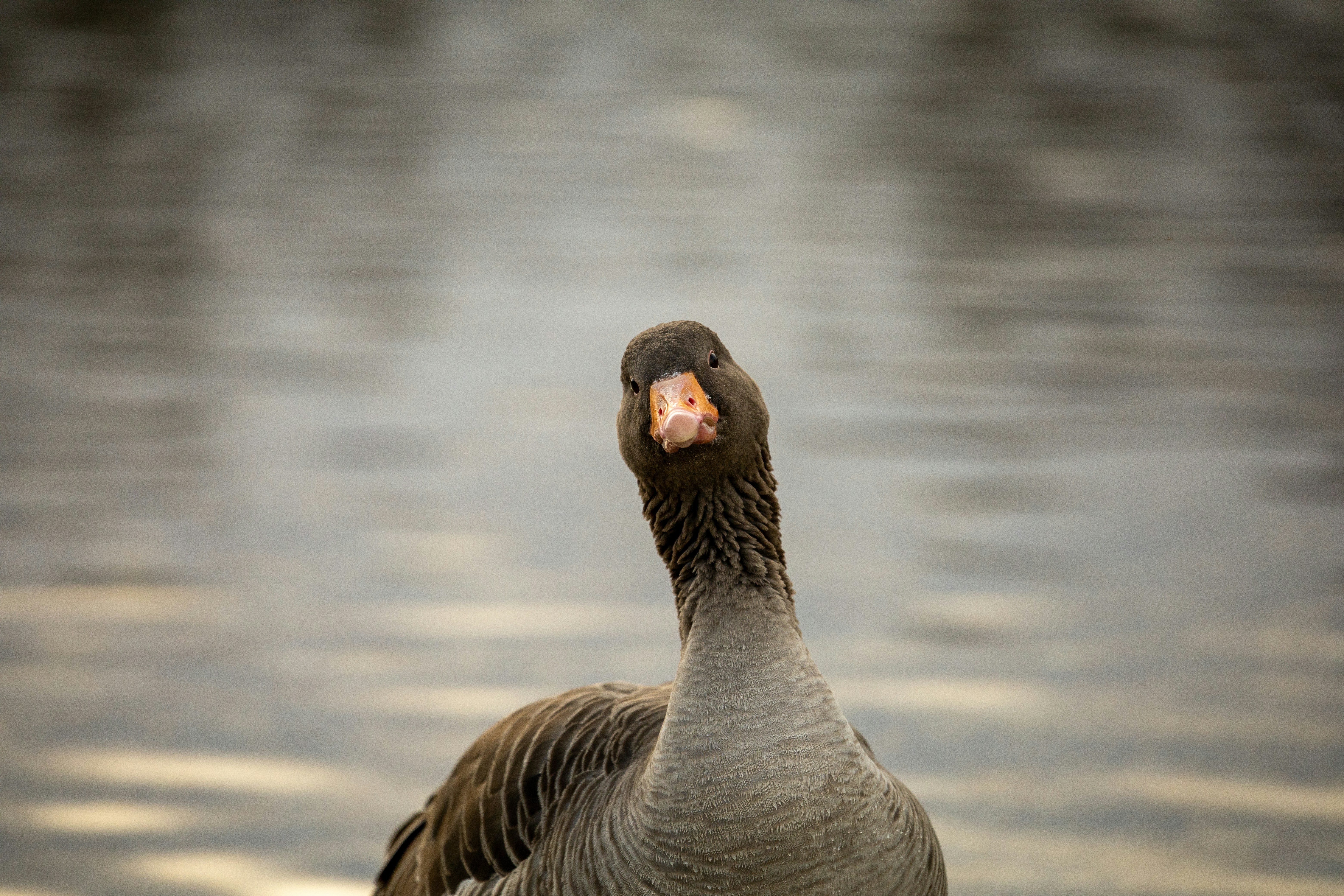 Curious Gaze: A Goose Stares Down the Lens
