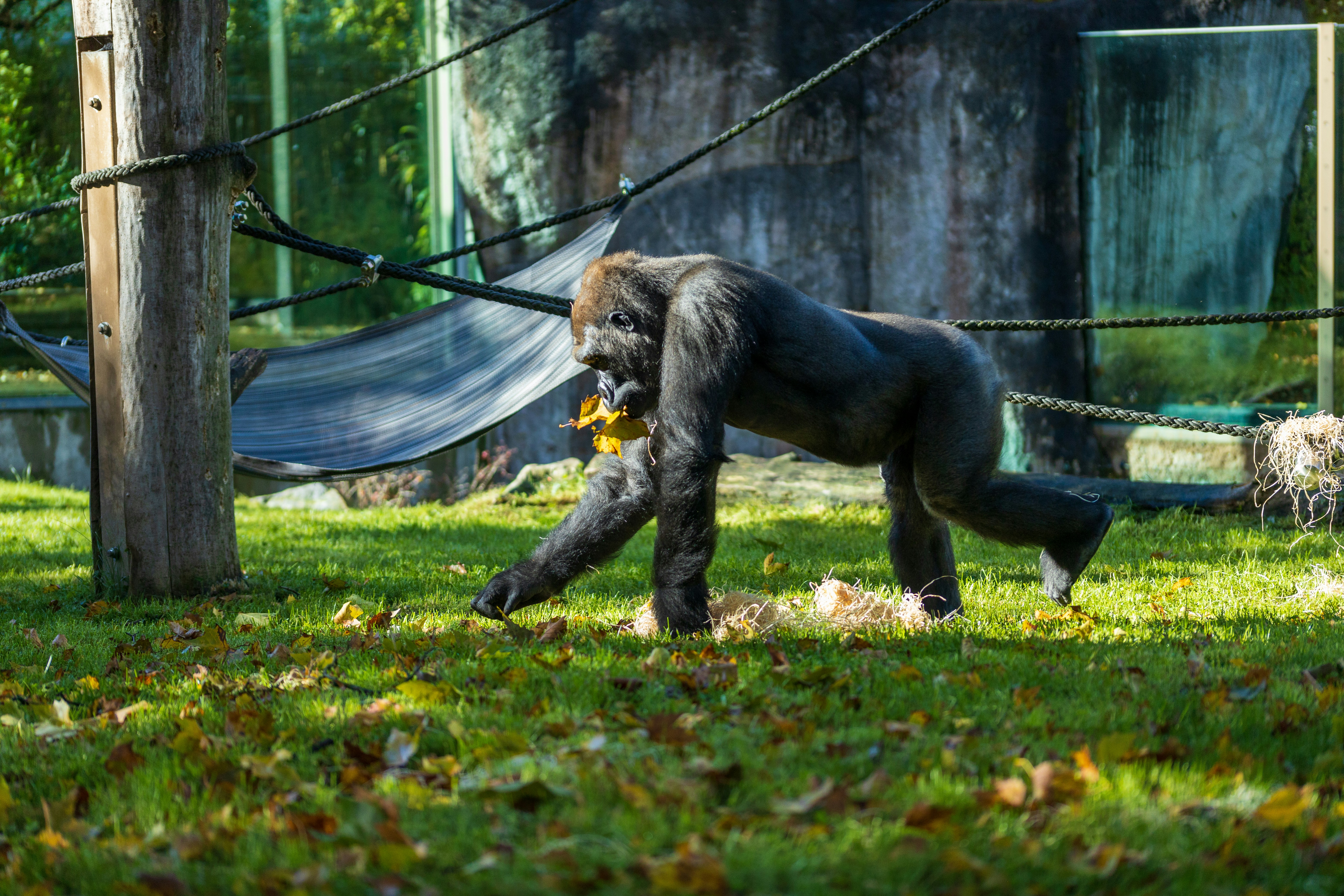 Gorilla with Leaf Trophy: Sunny Day Stroll in a Hammock Park