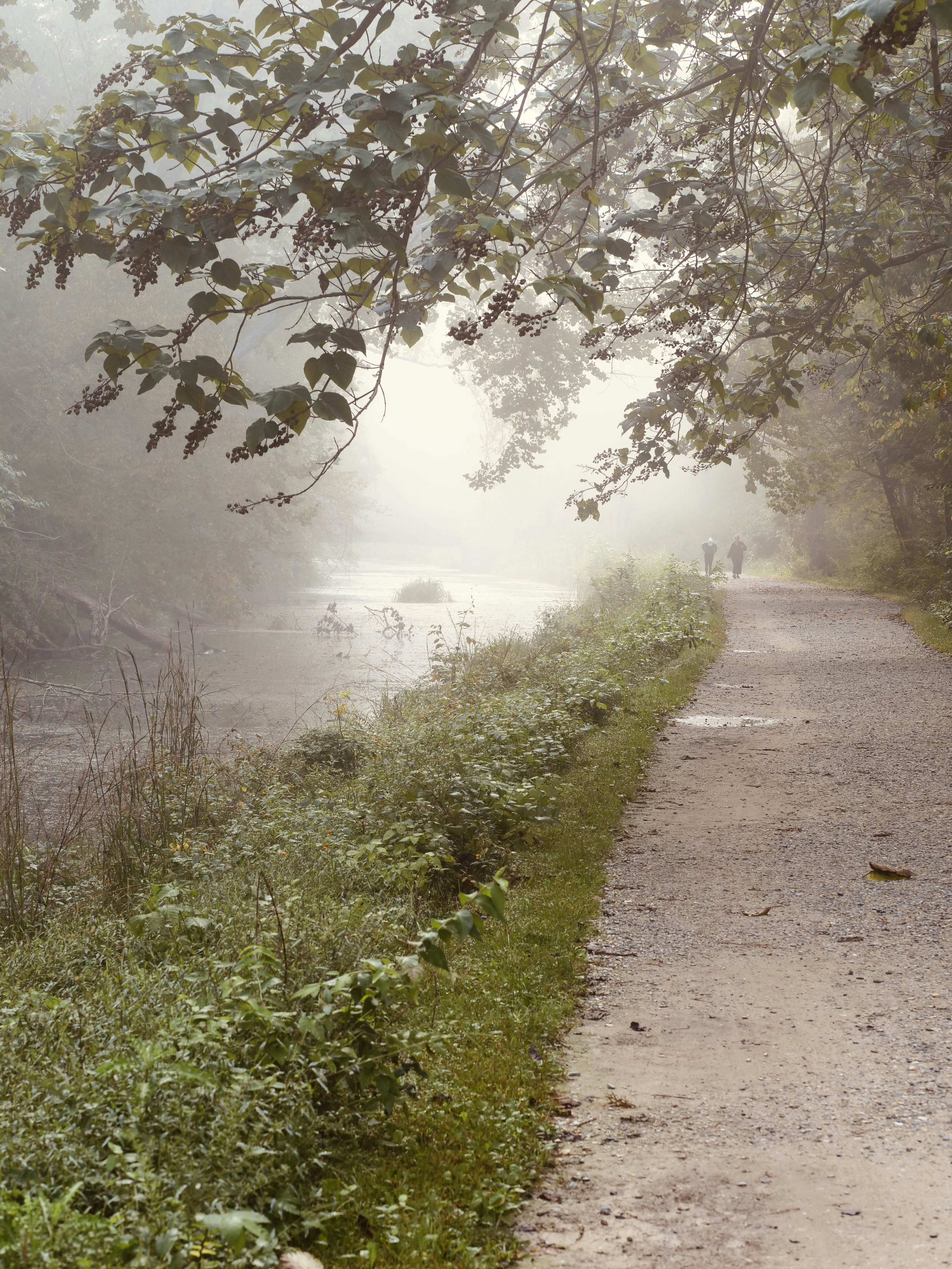 Mist over the River Path: A Quiet Walk Beneath Overhanging Branches