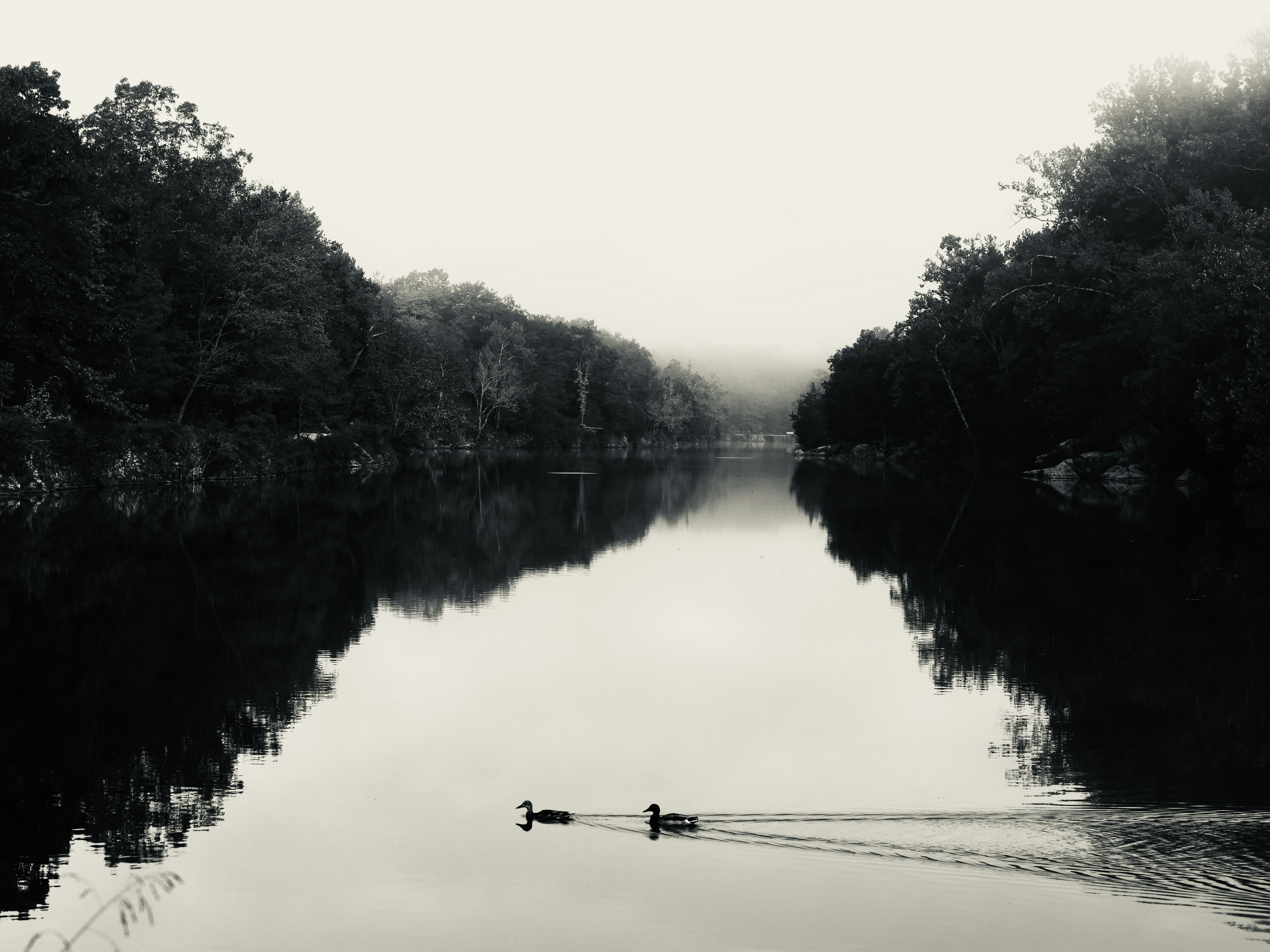 Mirror River: A Quiet Convergence Under a Misty Canopy