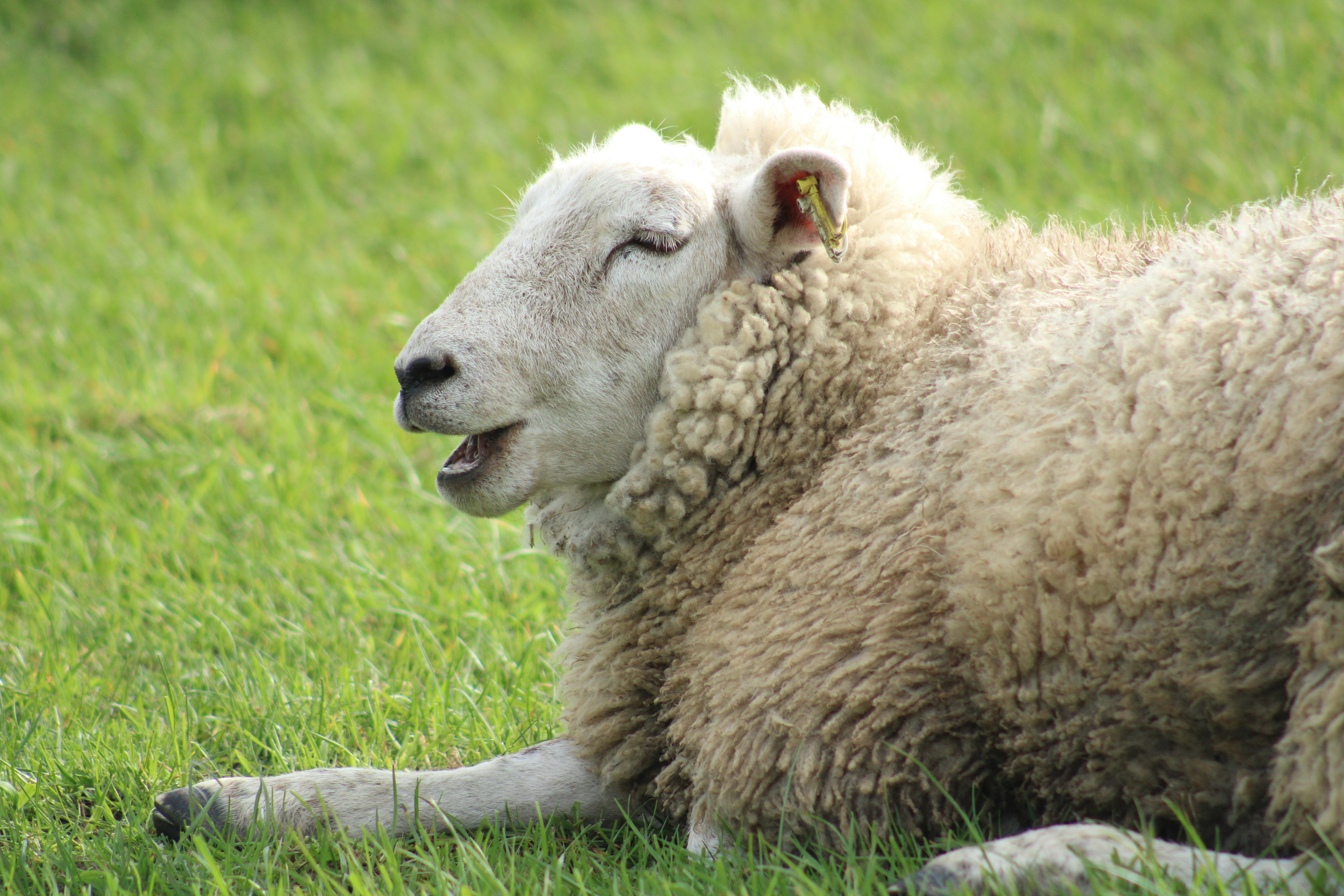 Lazing in the Meadow: A Content Sheep at Rest