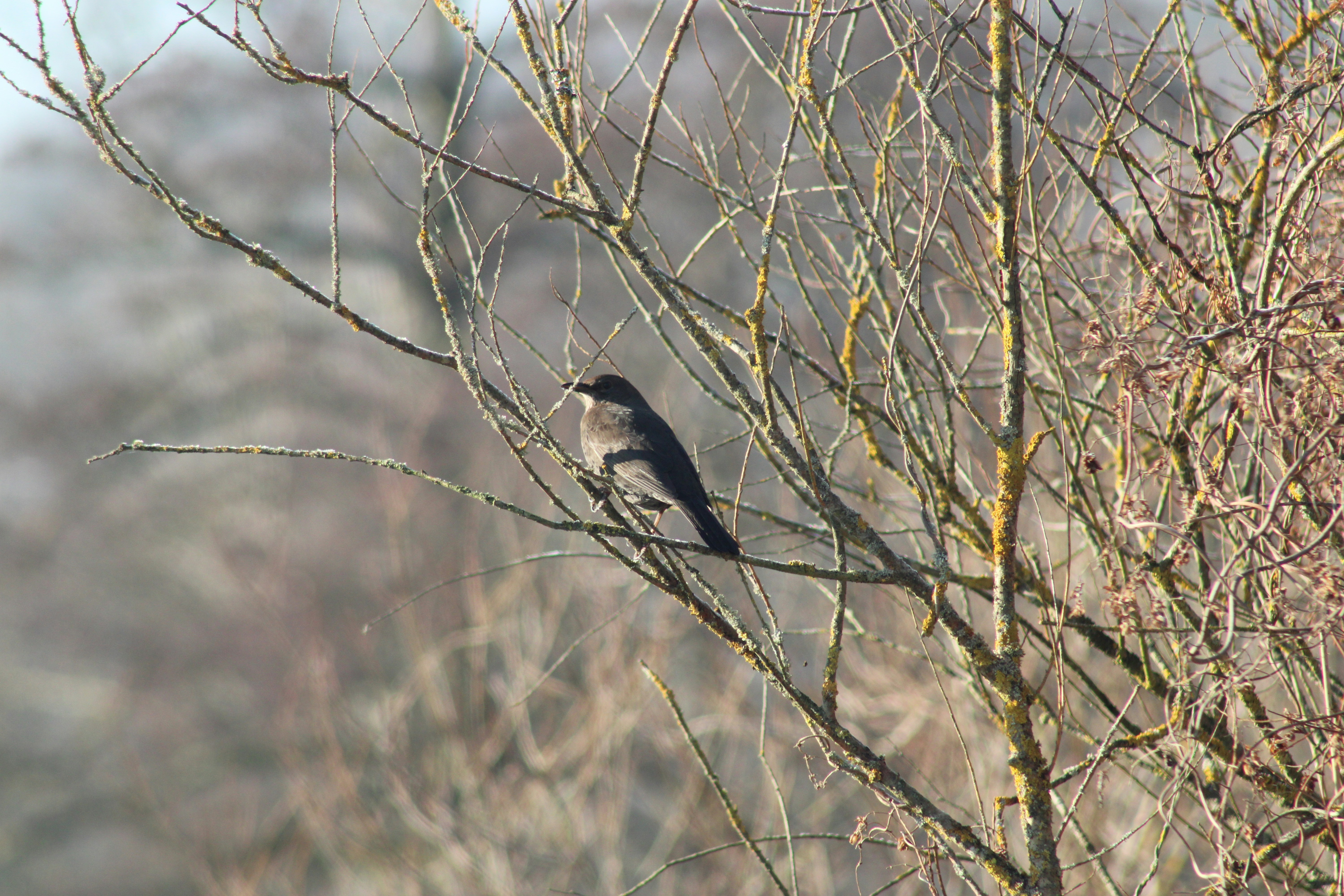 A small bird perched on a bare branch amid a frosty, leafless thicket with soft, muted background tones.