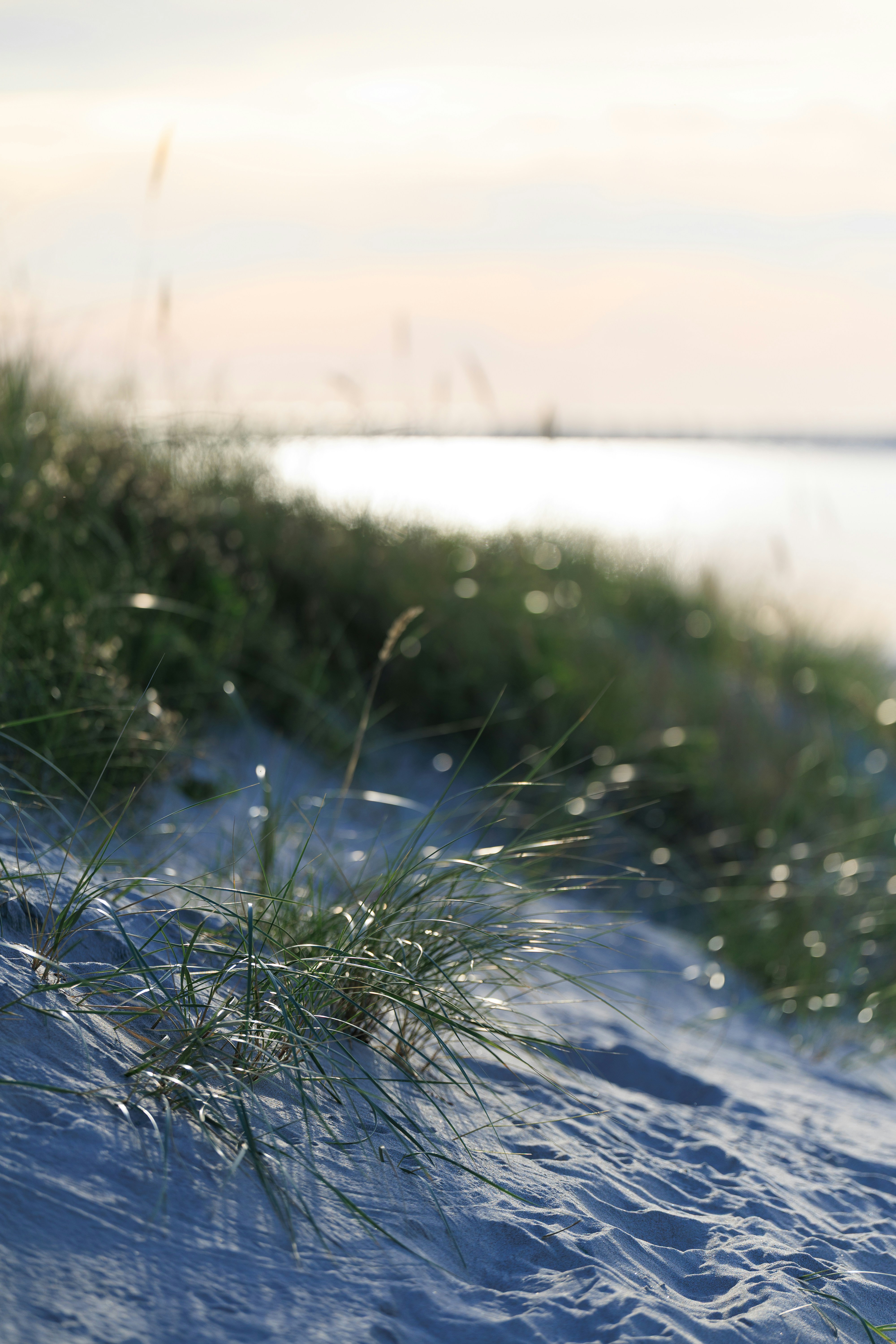 Coastal dune grasses at sunset by a calm shoreline