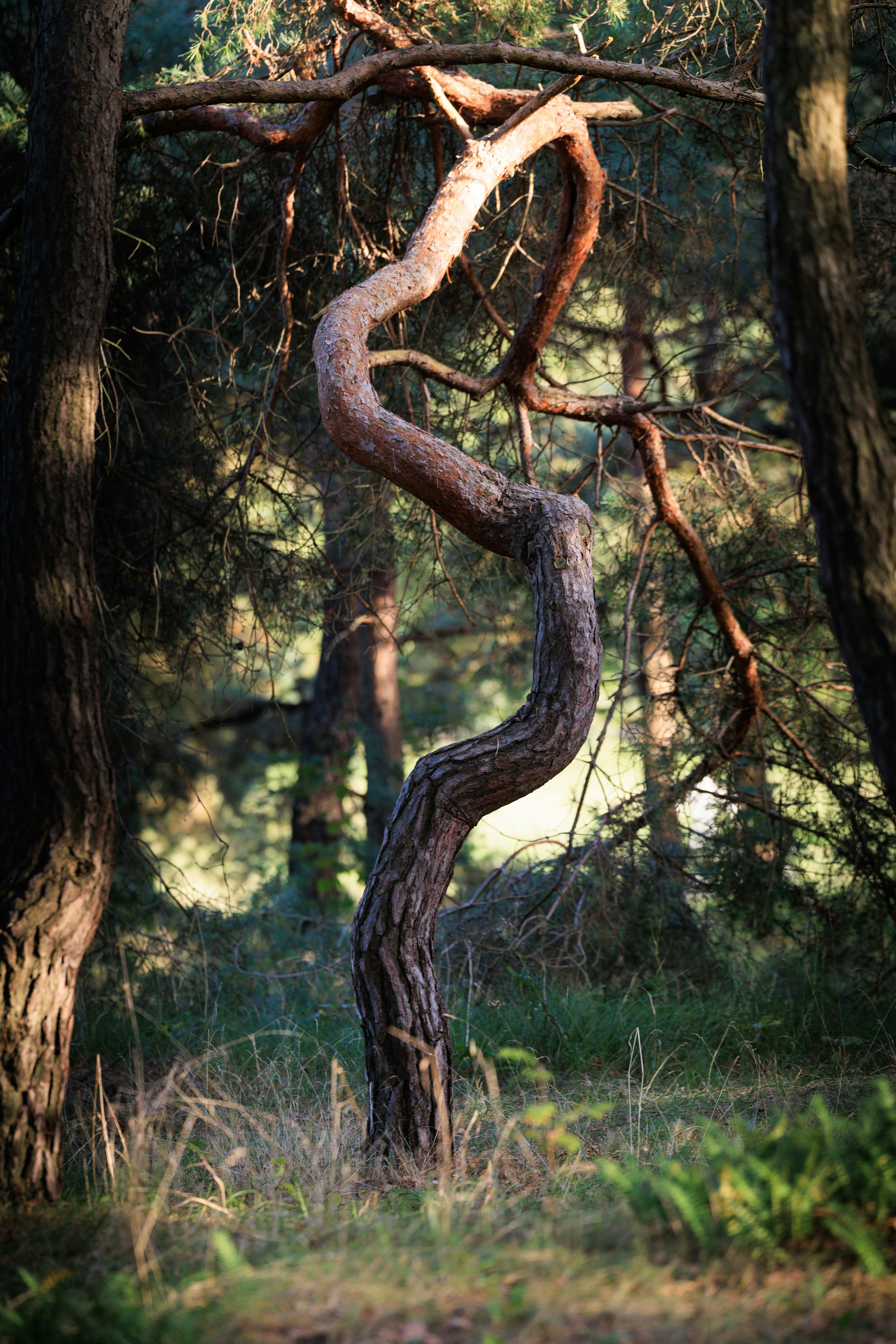 Curved Cedar Sentinel in the Sunlit Forest