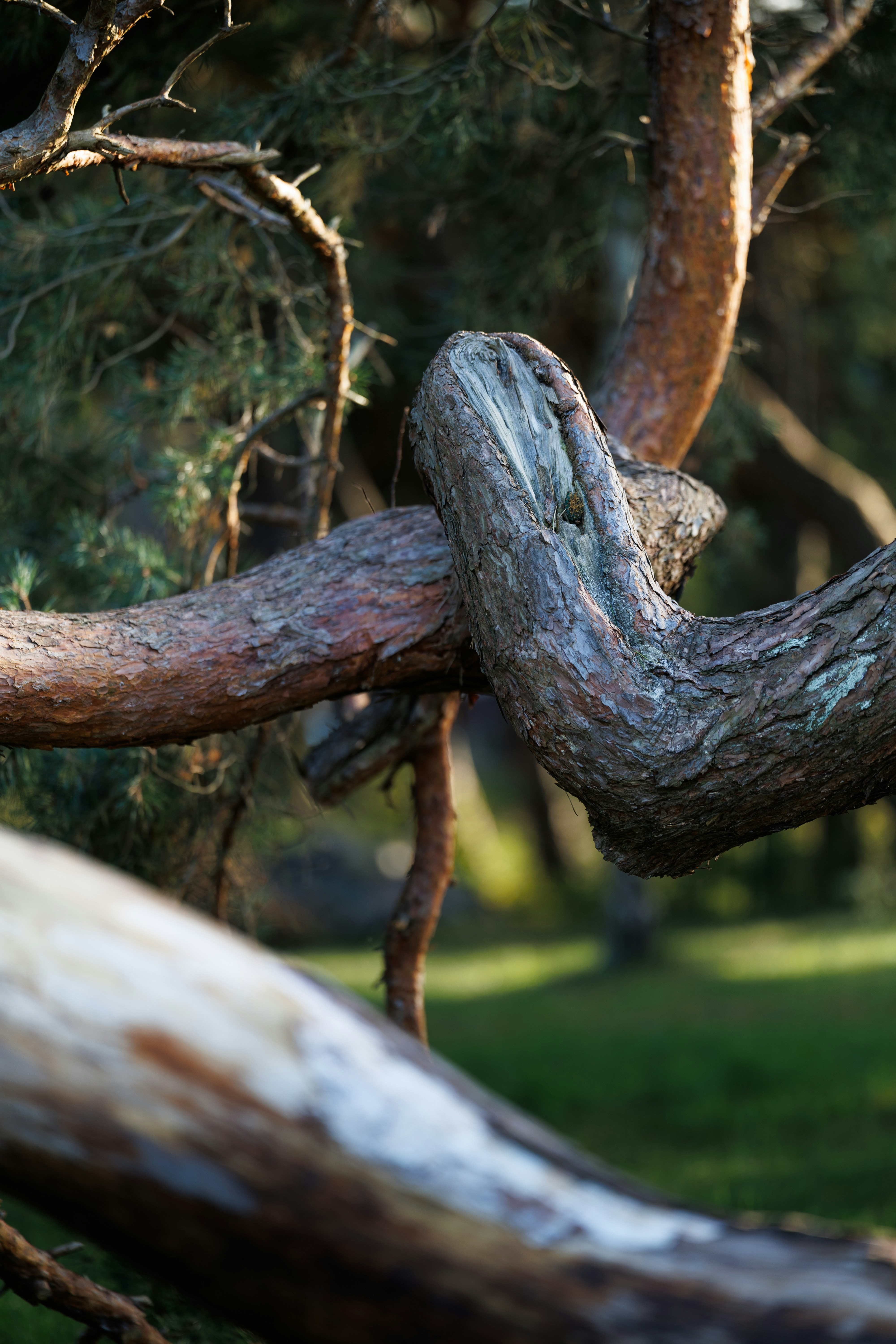 Twisted Cedar Spine: A Lone Weathered Branch Curves Through Morning Light