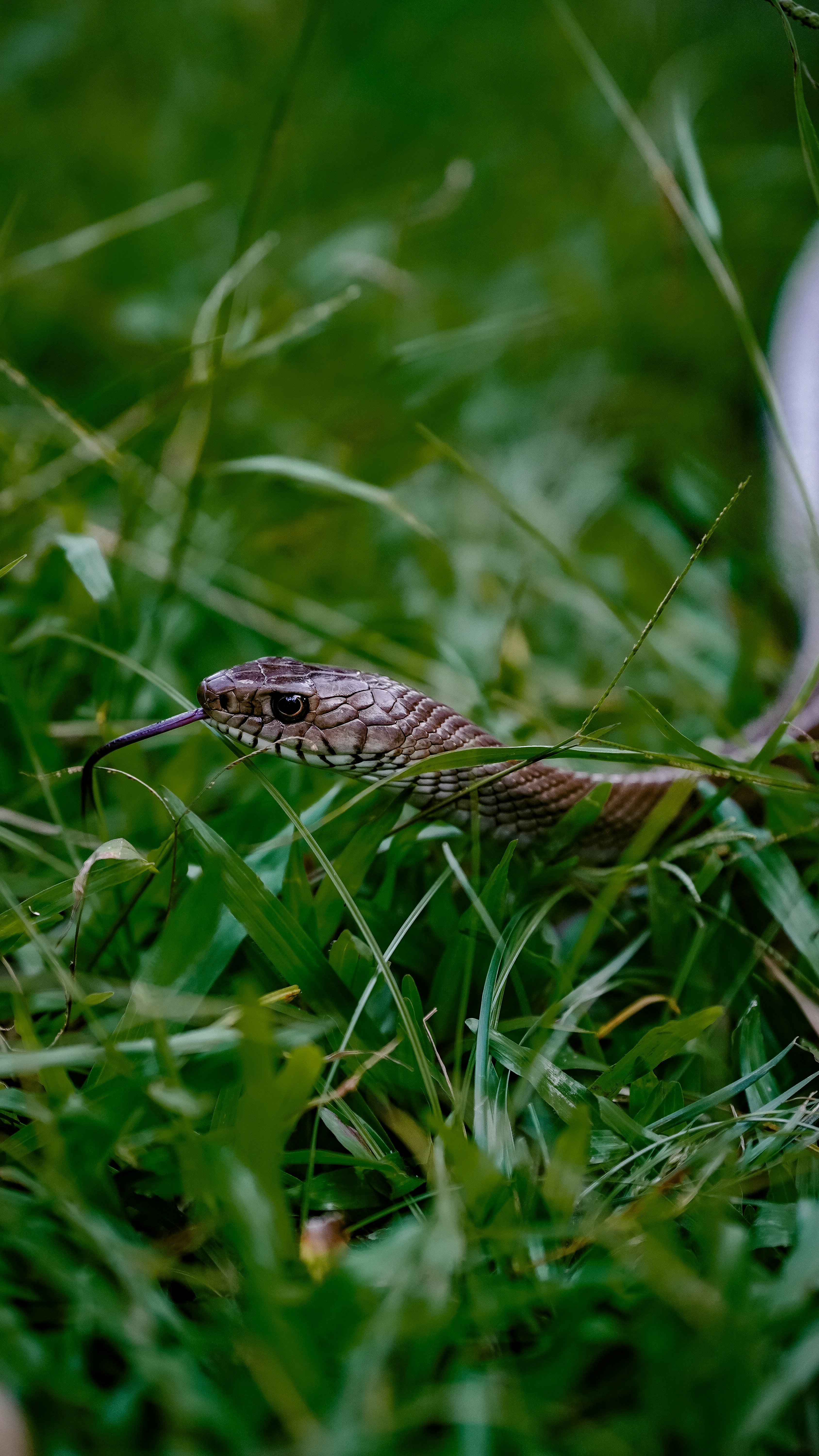 A close-up of a snake's head poised amid tall grass, its tongue flicking out as it surveys the surroundings. A naturalistic, macro-style shot capturing texture and stealth in a verdant setting.