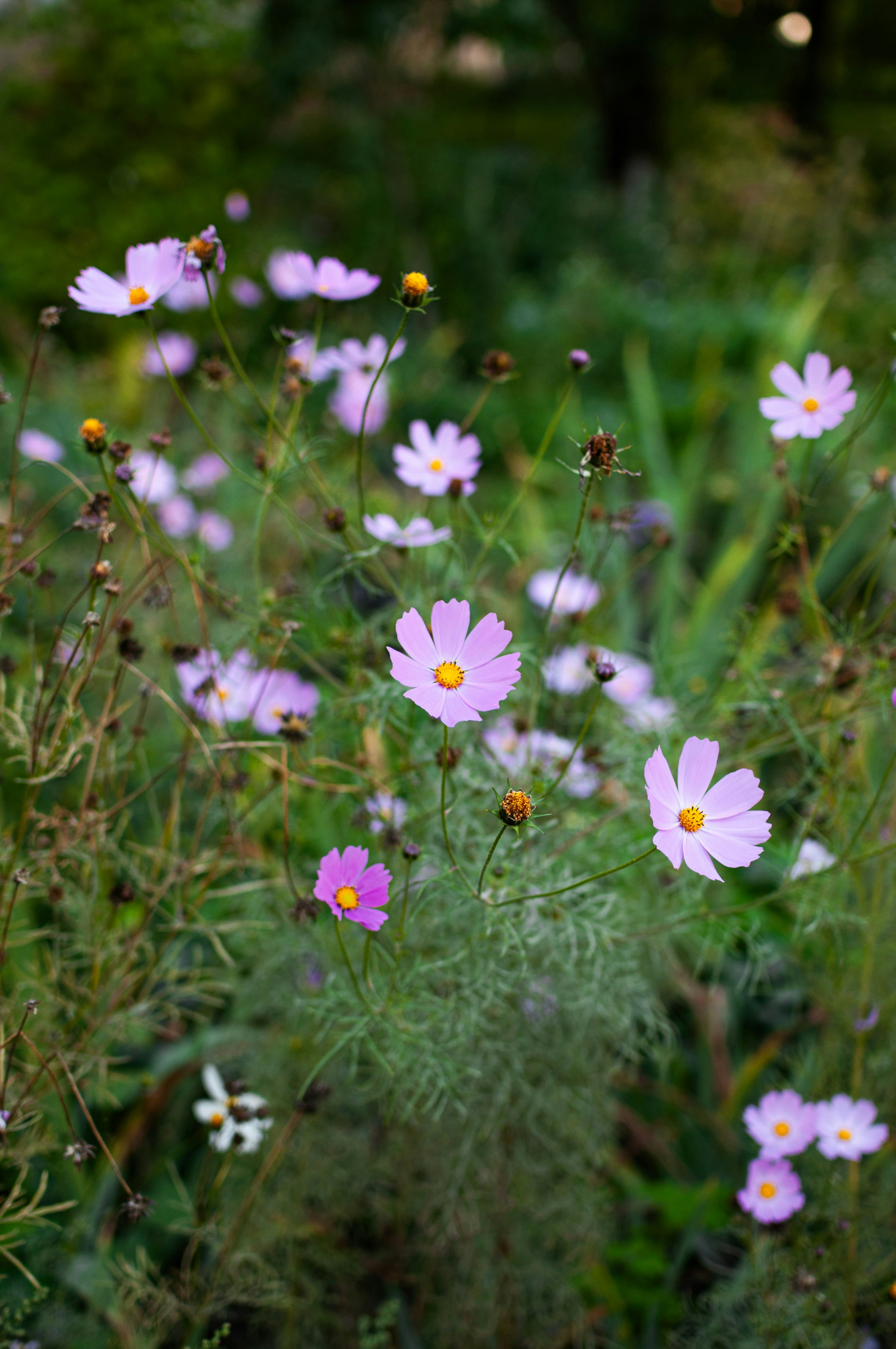 Pink Cosmos in a Meadow: A Quiet Burst of Spring Energy