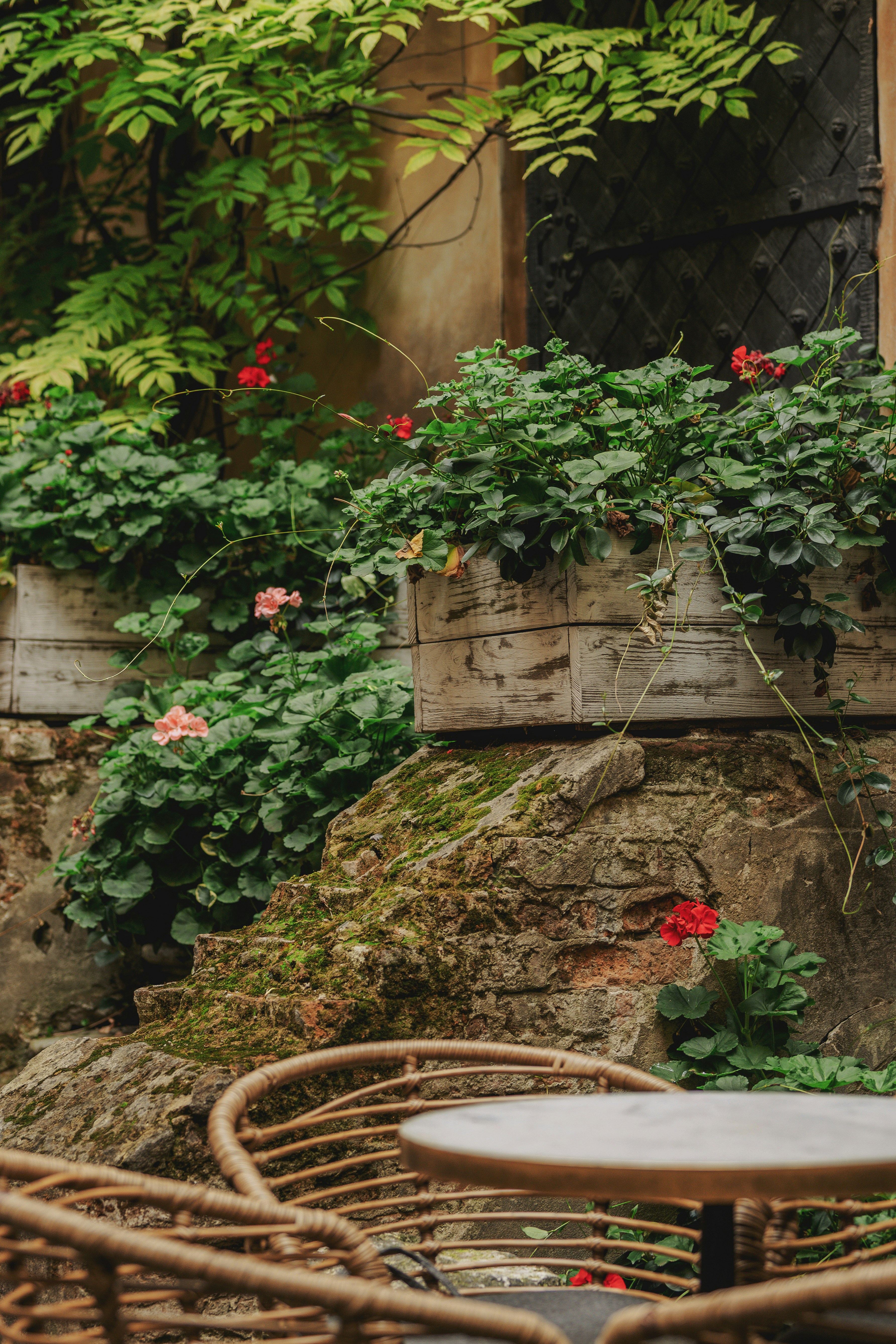 Overgrown Terrace: Red Blooms Among Stone Steps and Woven Furniture