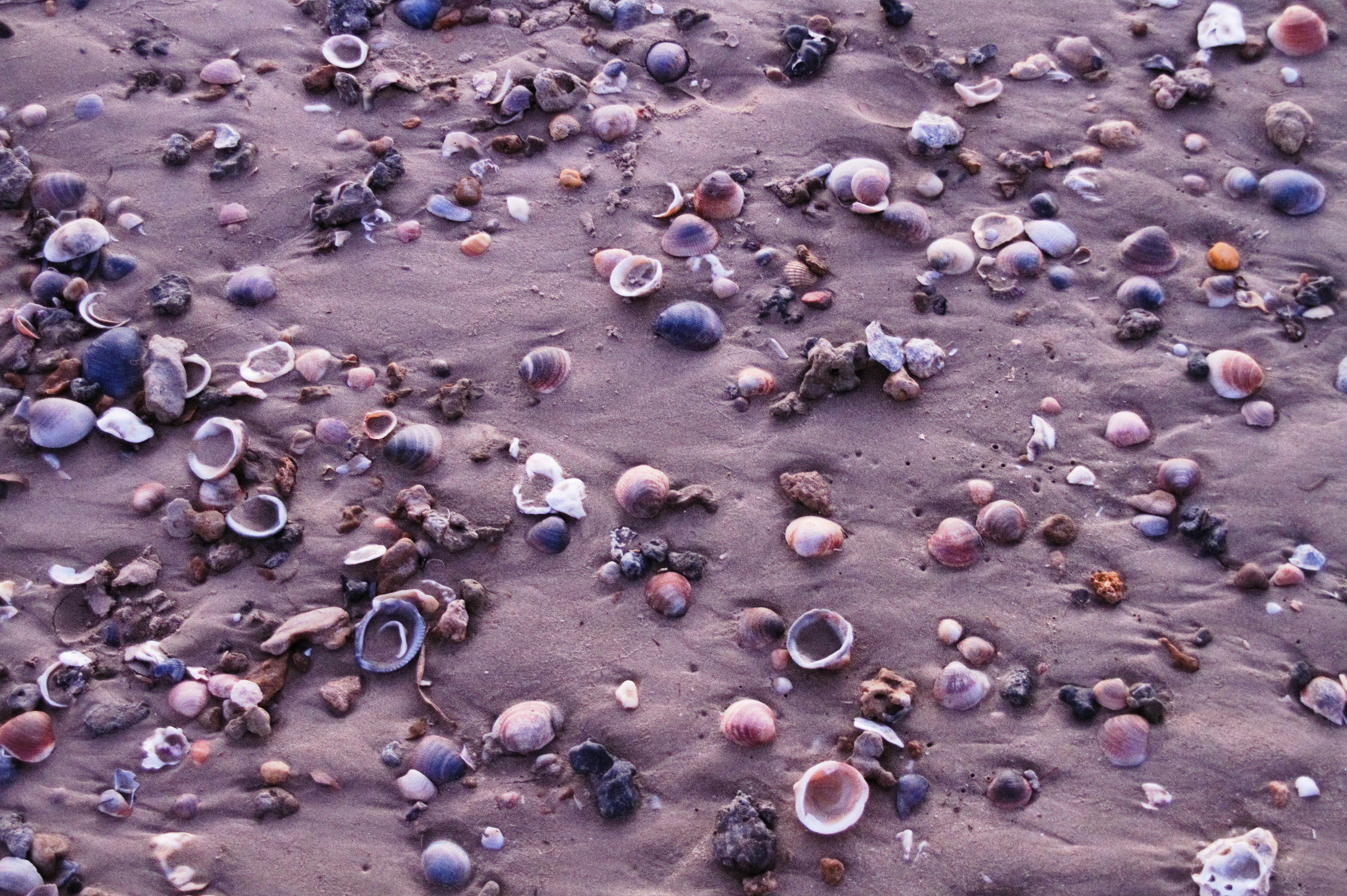 Close-up of scattered seashells and fragments embedded in damp beach sand, creating a textured, multicolored mosaic.