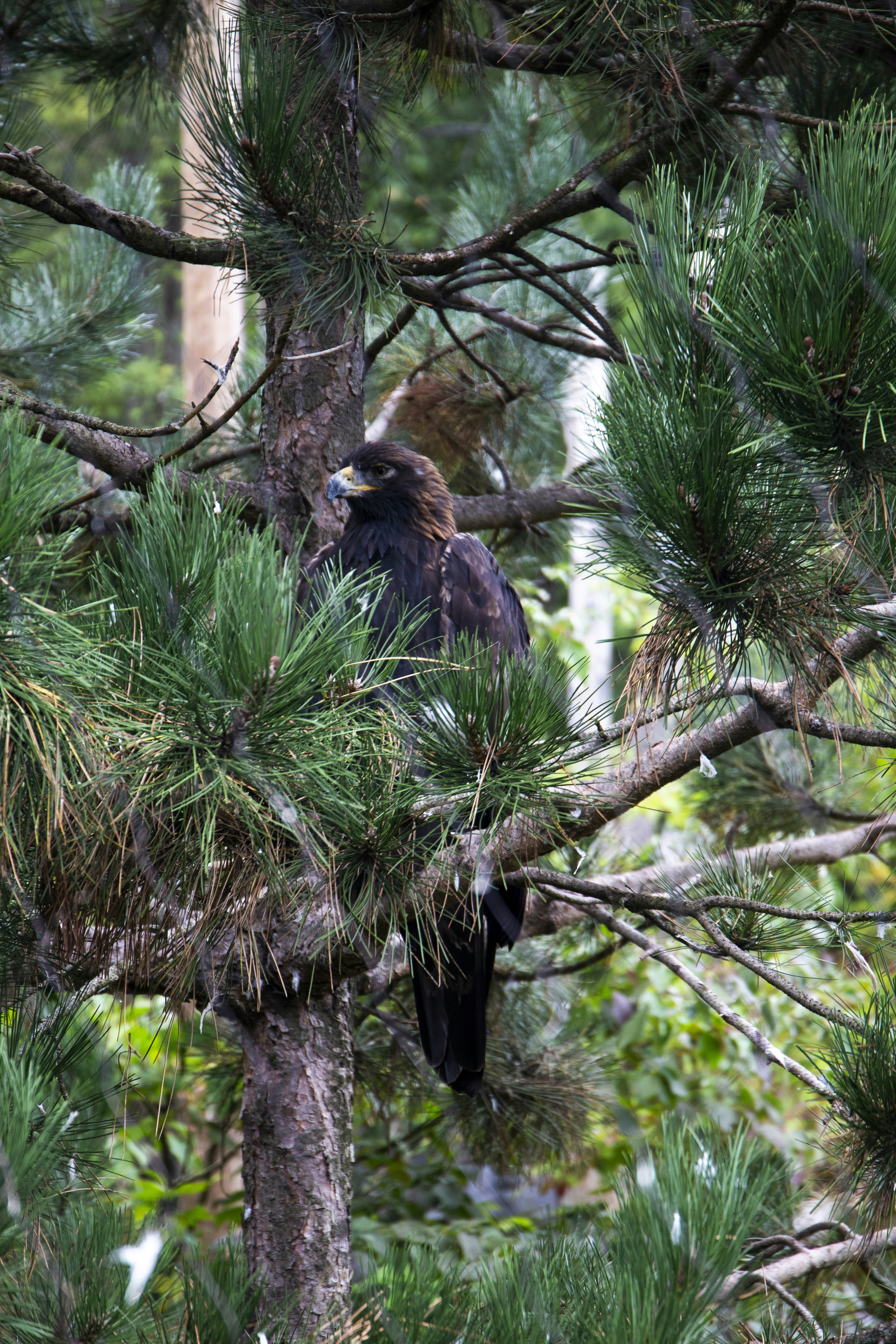 Raptor in the Pine: A Stubborn Stare Above the Branches