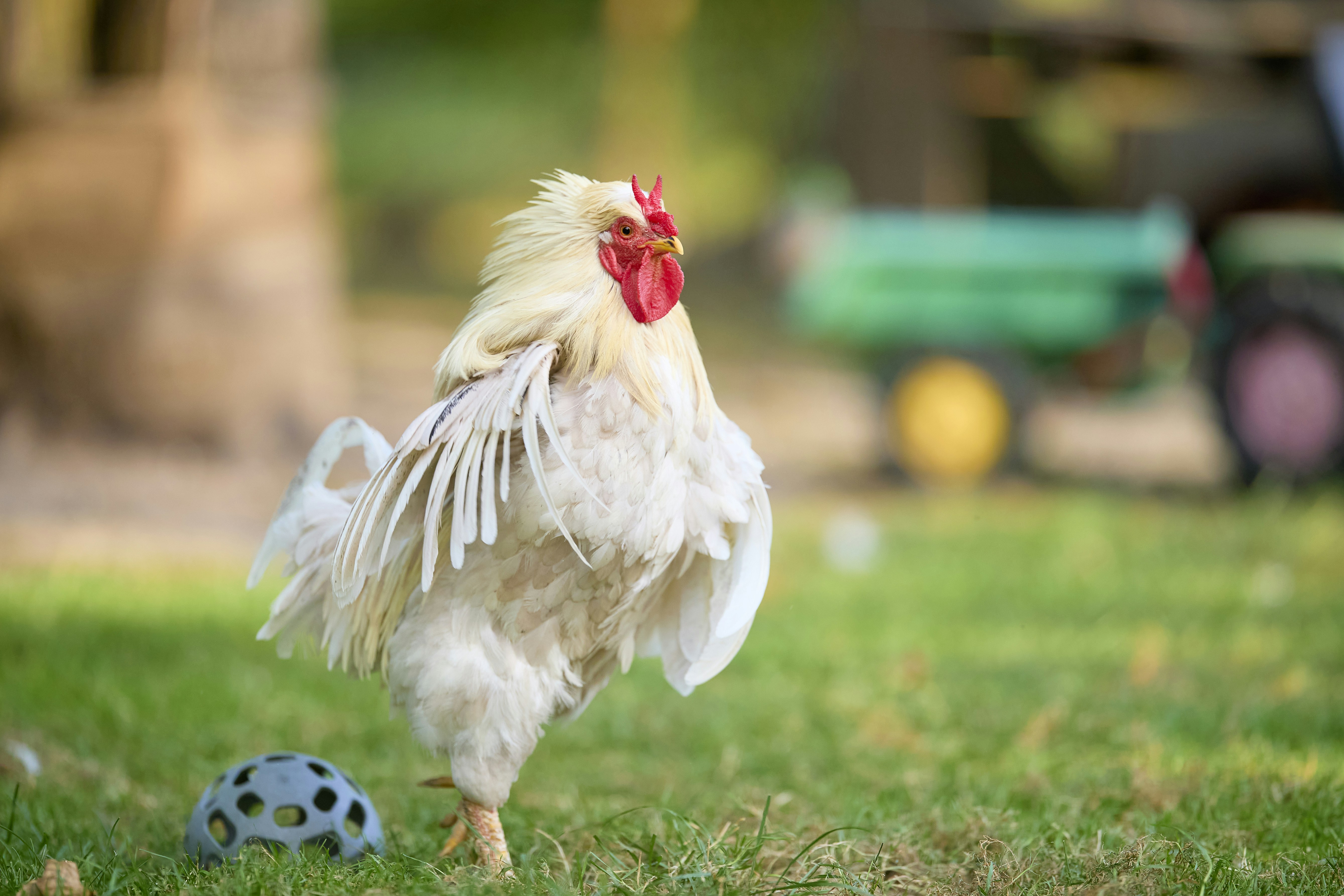 Sunny Rooster in a Rural Yard: A Strutting White Comb and Flare of Feathers