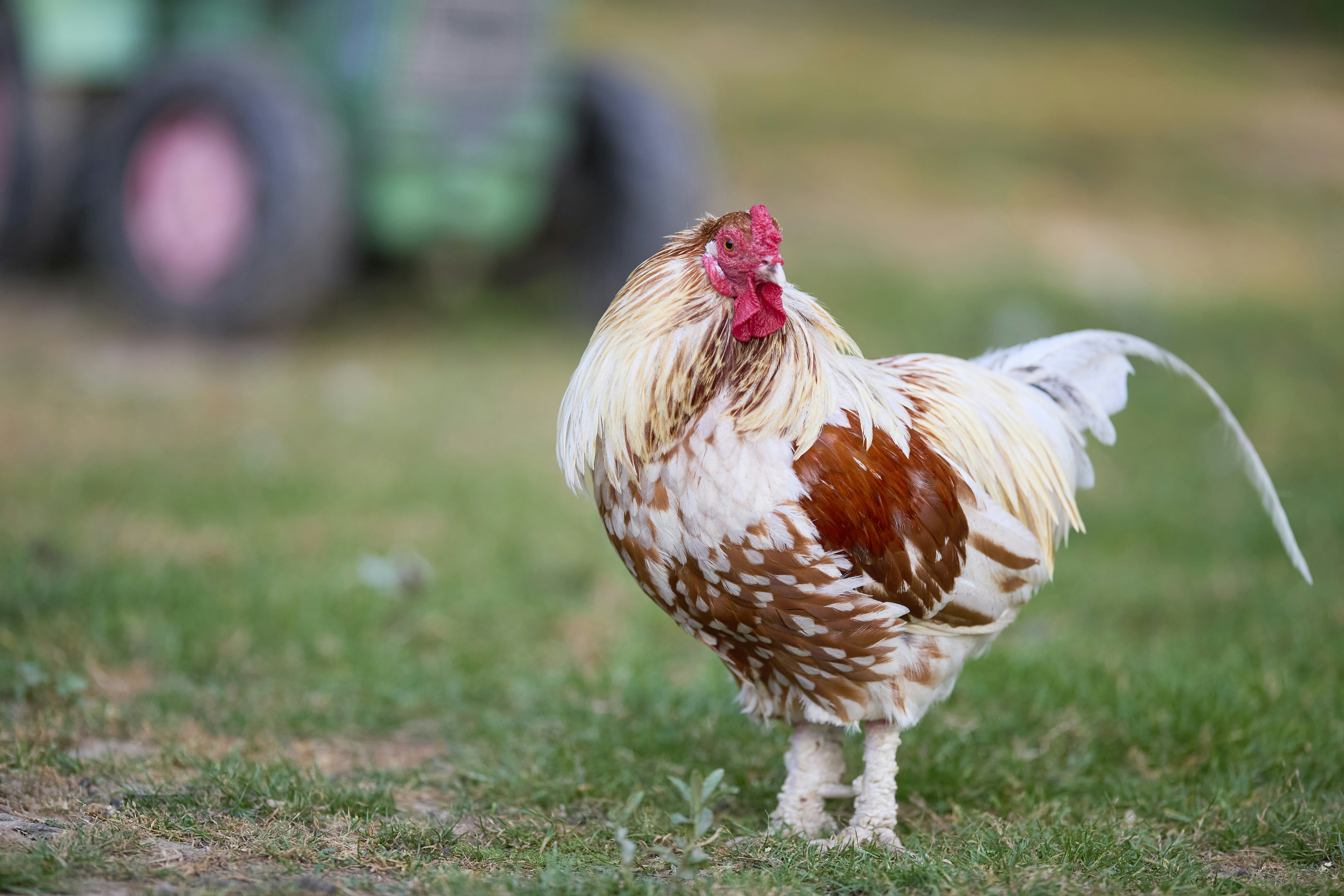 Rooster in a Sunlit Farm Yard