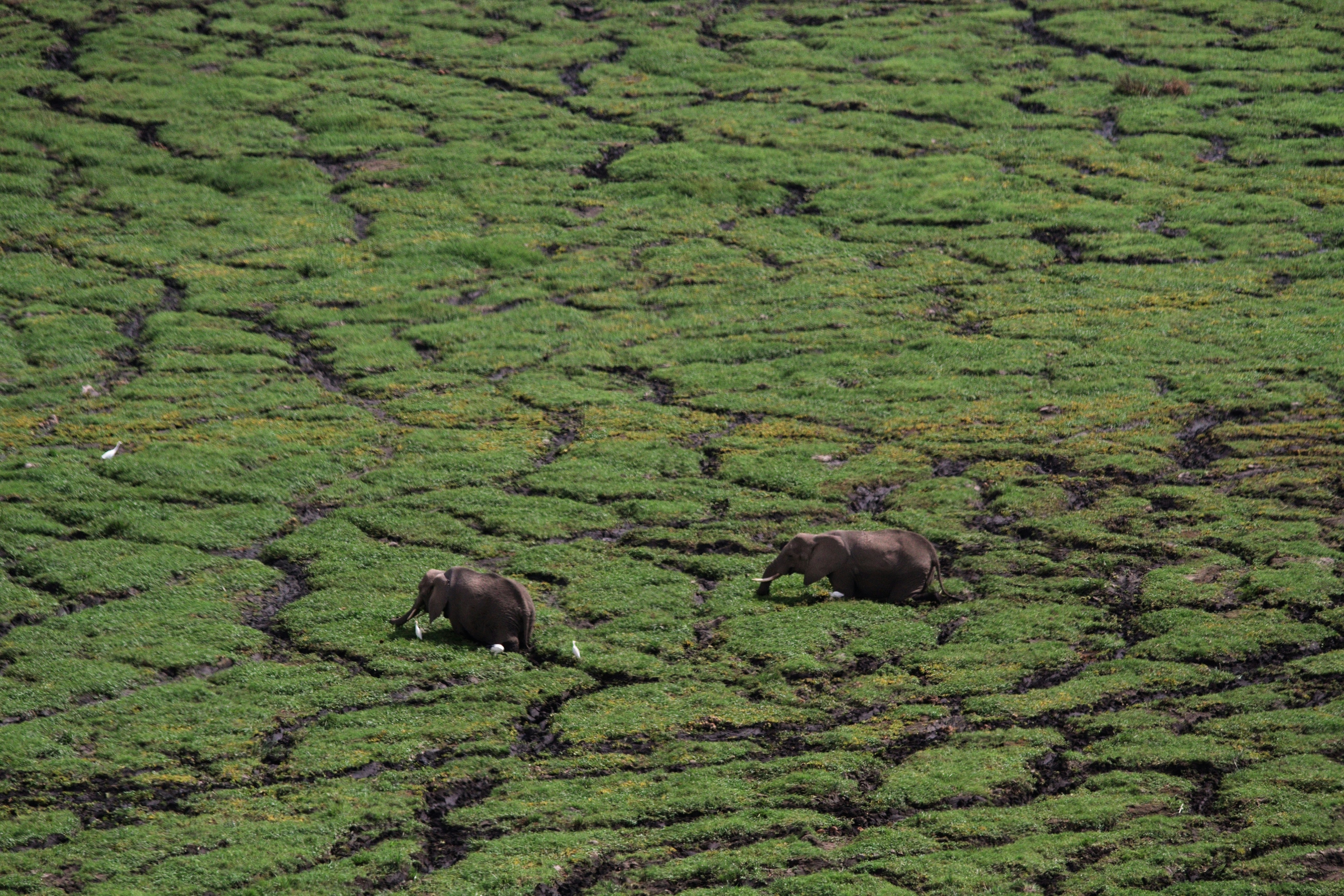 Green quilted floodplain: two hippos grazing among winding waterways