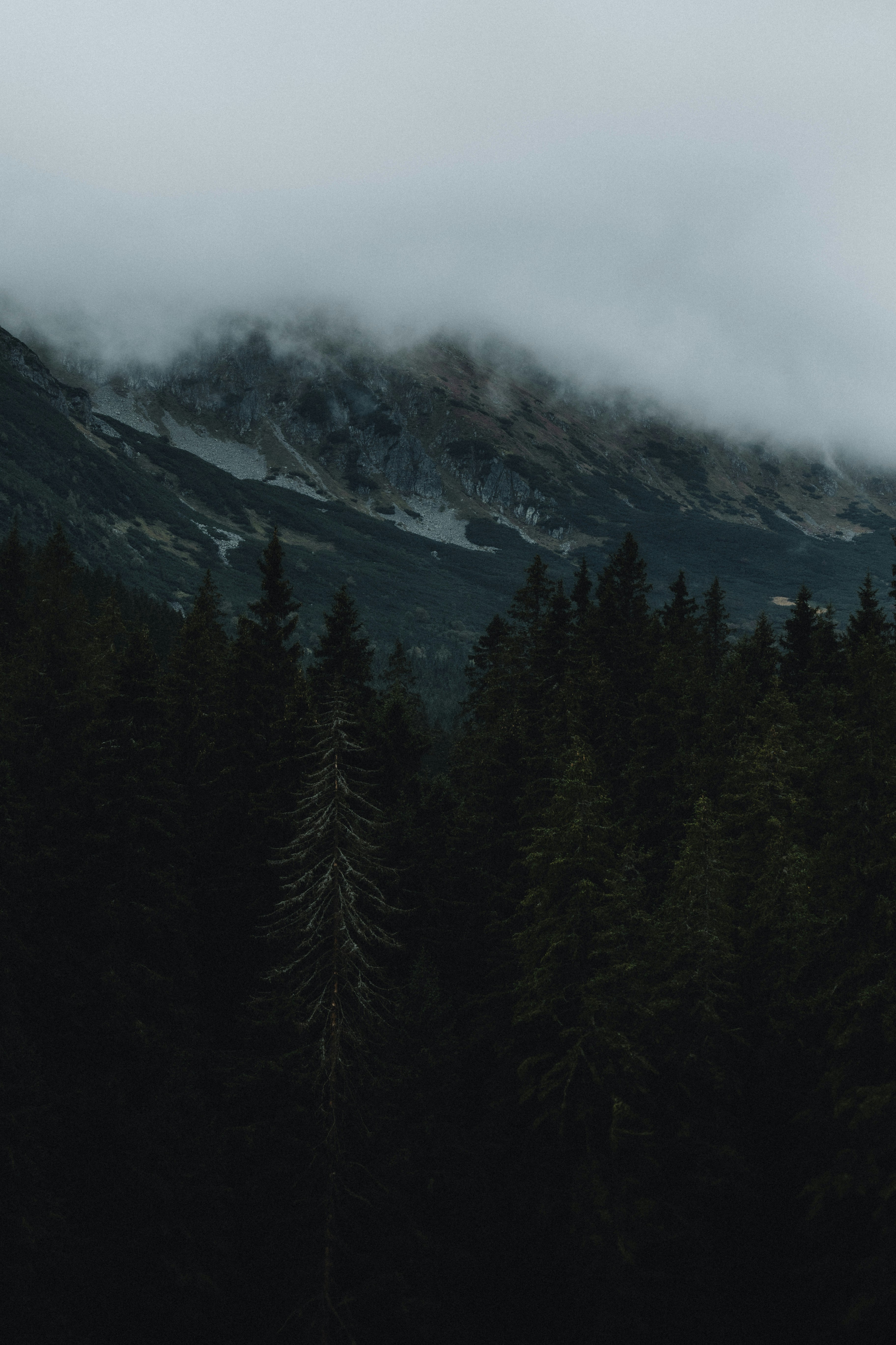 Mist over the Alpine Pines: A Quiet Dawn Above the Forest
