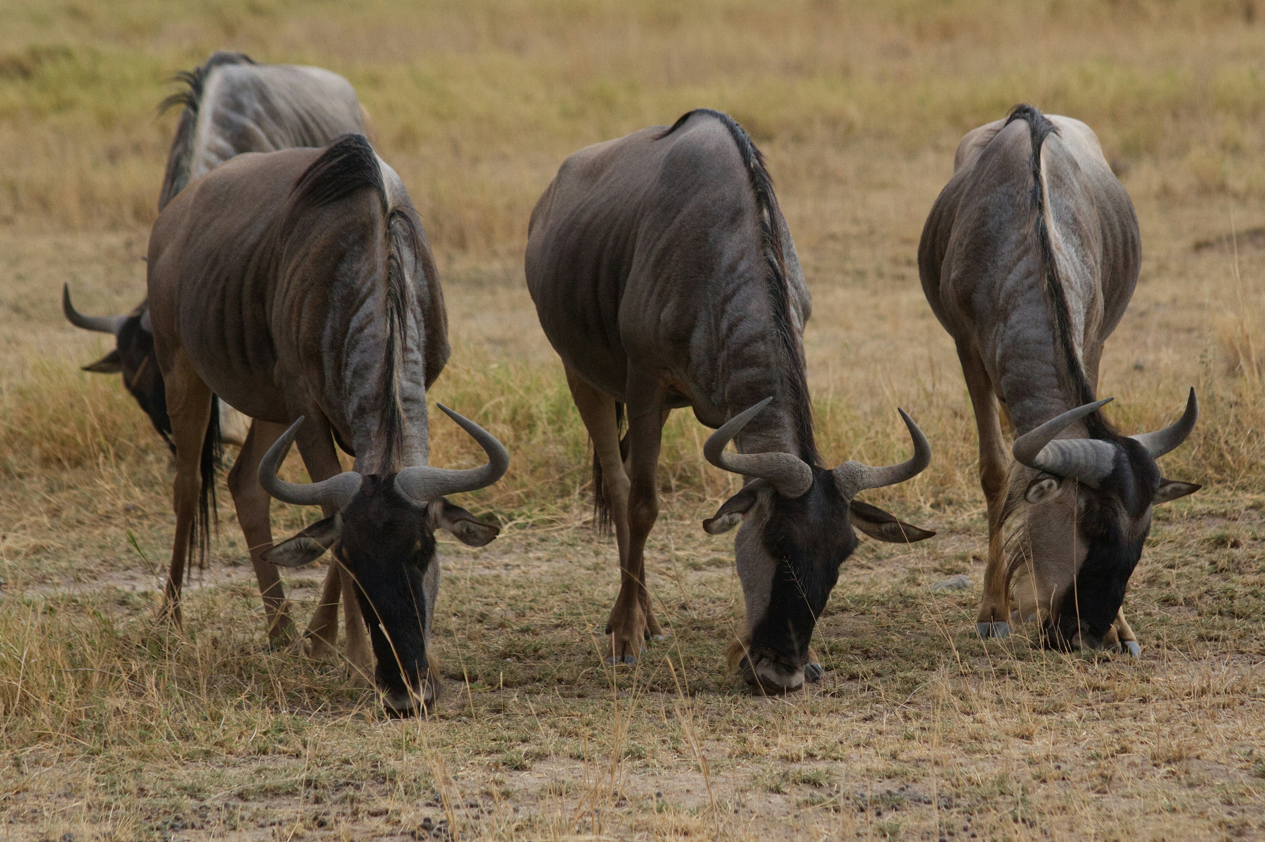Herd of Wildebeest at Dusk: Quiet Grazing on Parched Grasslands
