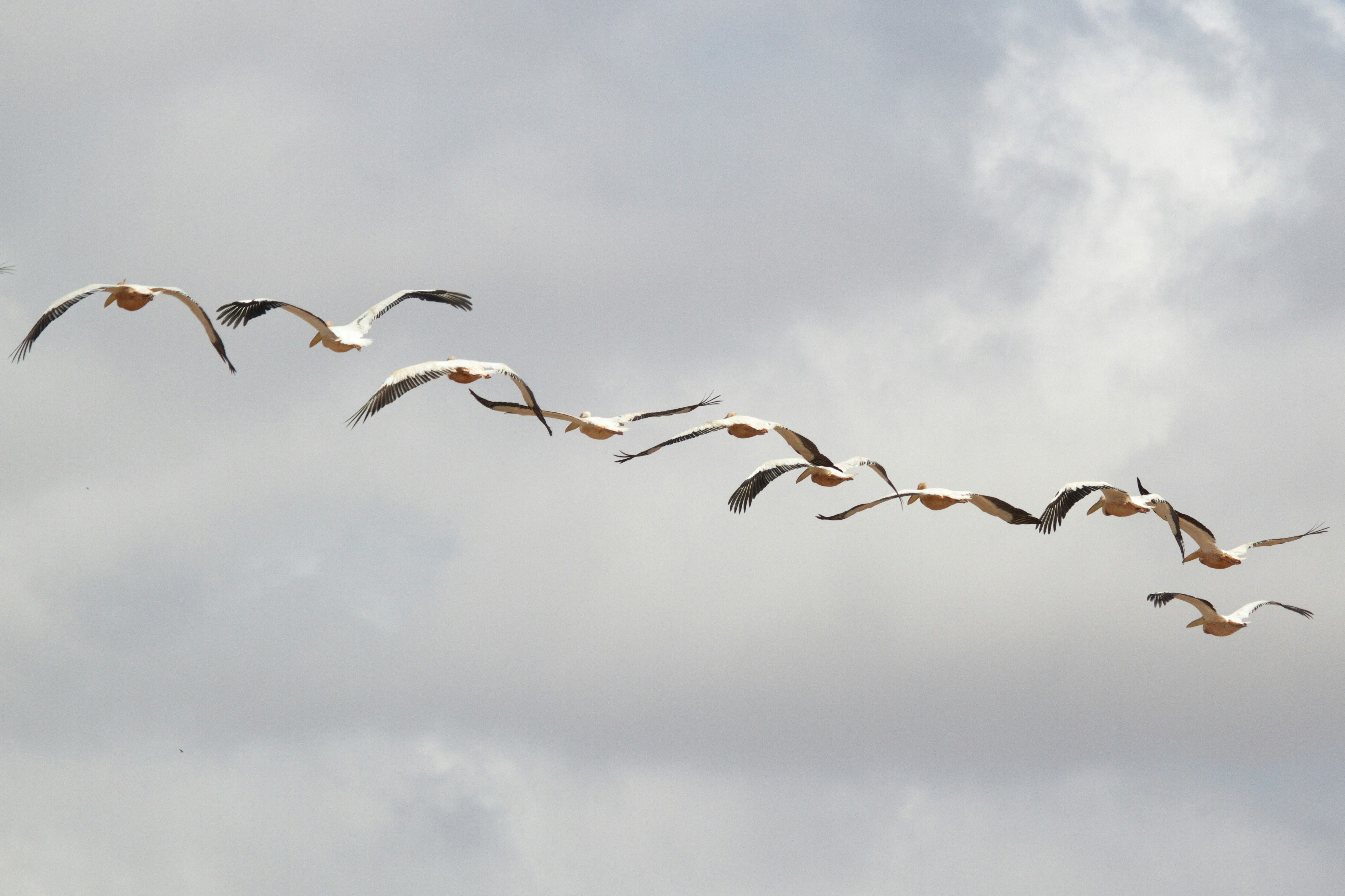 V-Formation Awakening: A Flight Across Quiet Skies