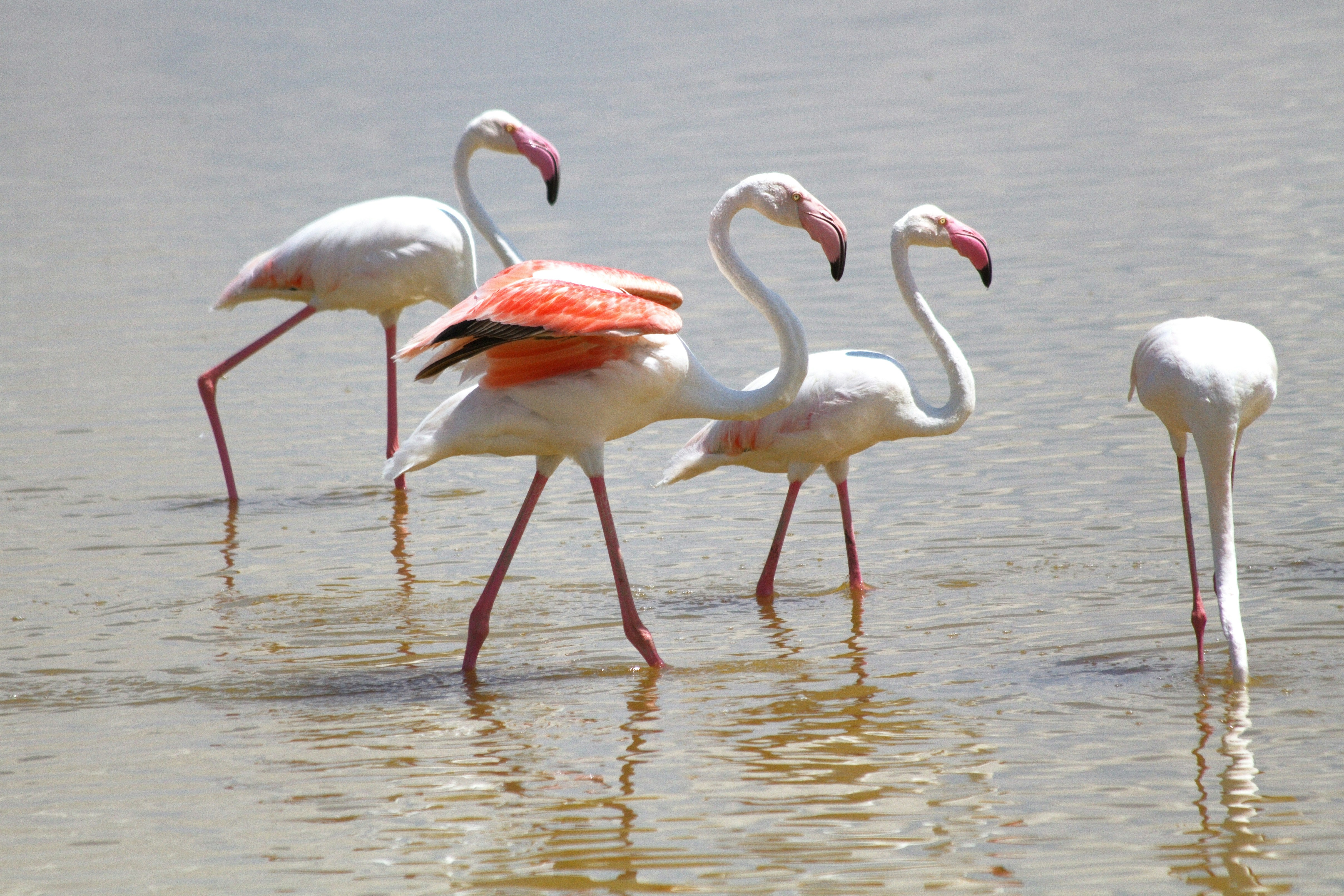 Crimson Dancers at the Shallow Edge