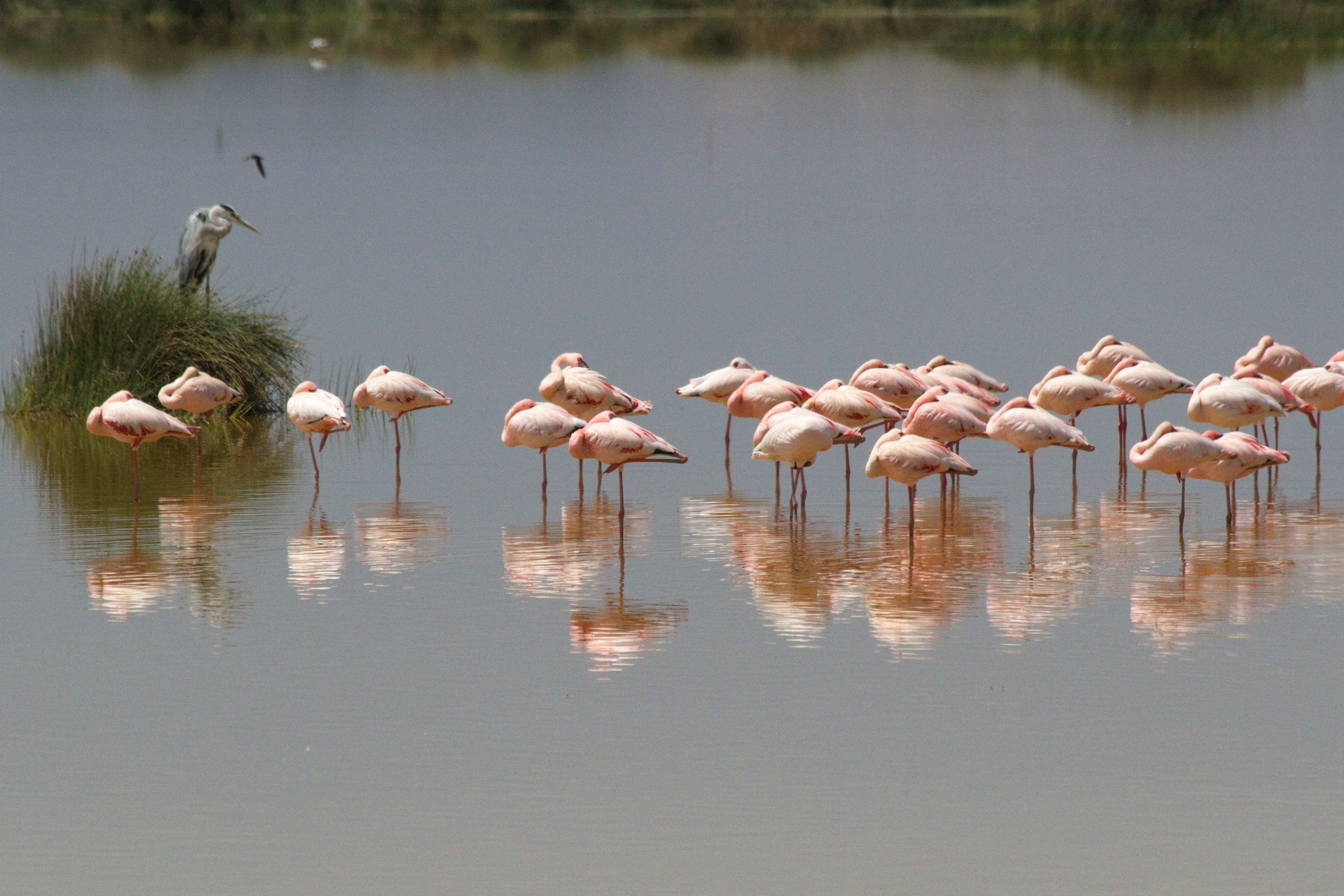 Flamingo Flock in Quiet Lagoon