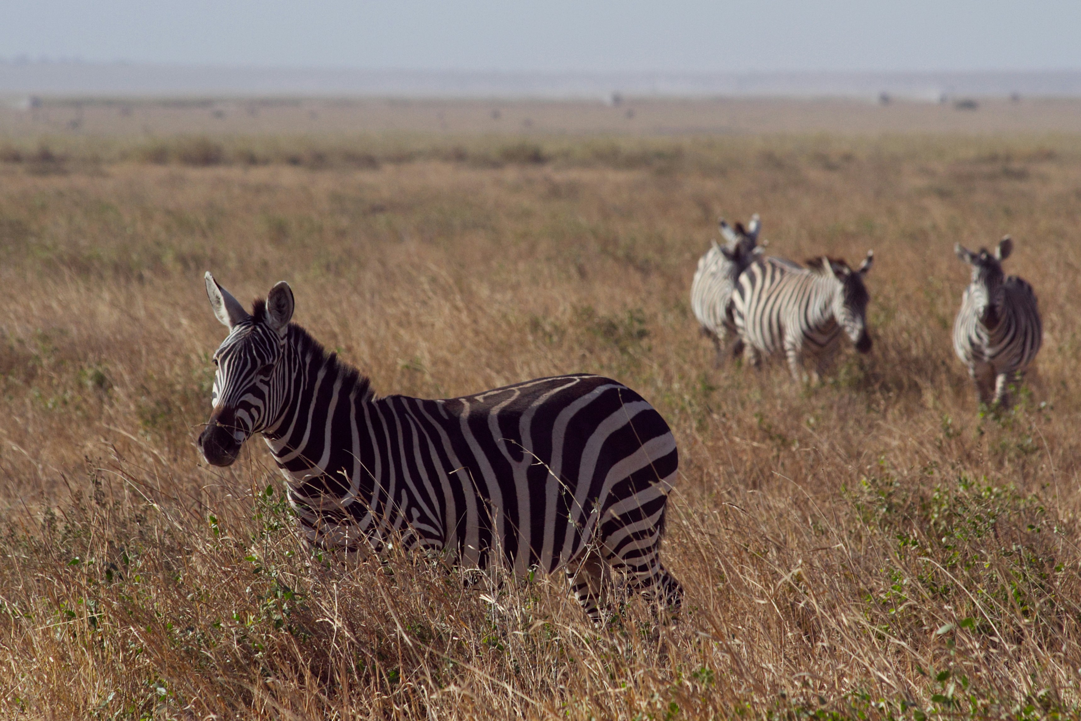Zebras in the Serengeti Grasslands: A Quiet Snap at Dusk