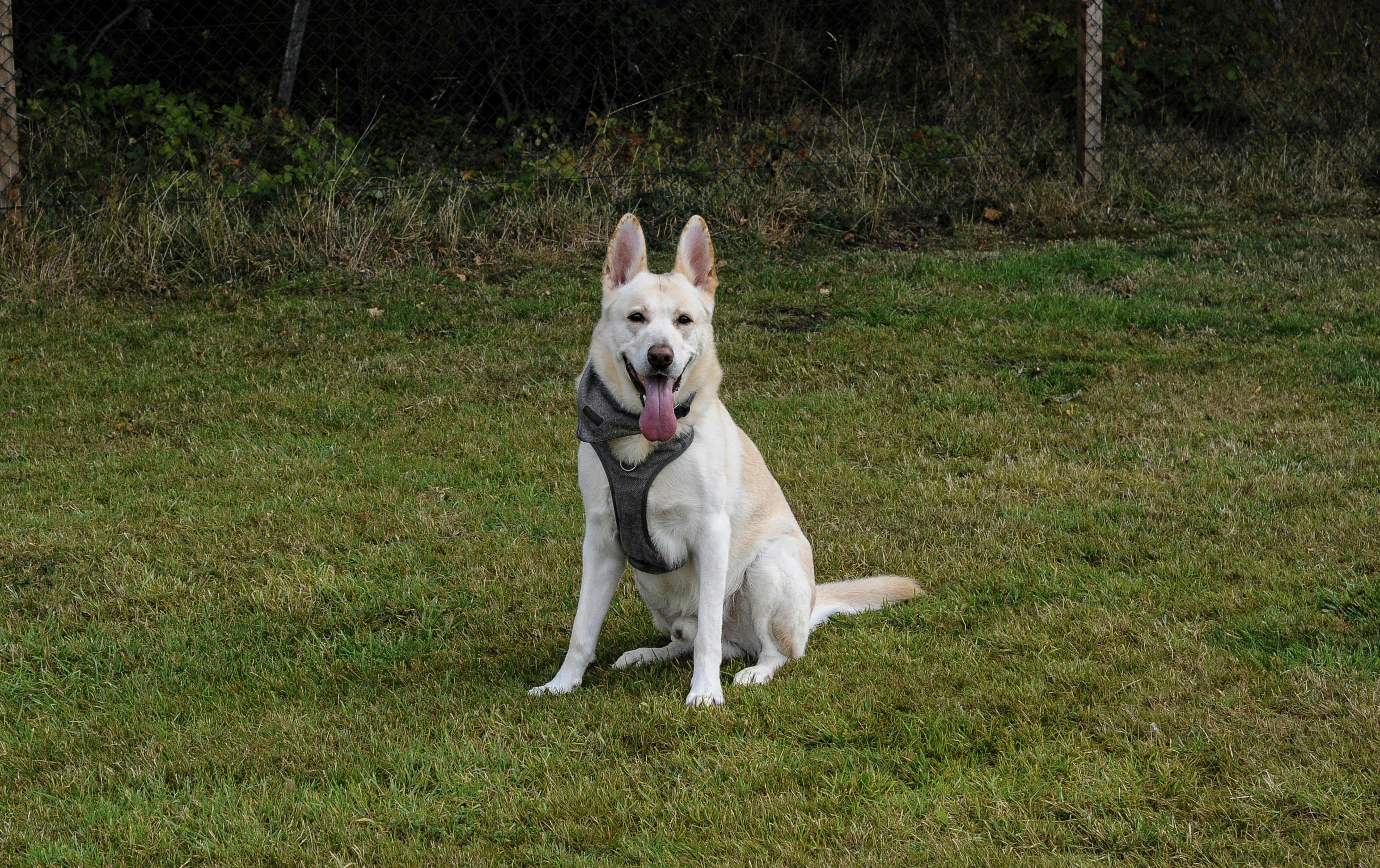 Sunny Sit: A Labrador-tinged Portrait in a Quiet Yard