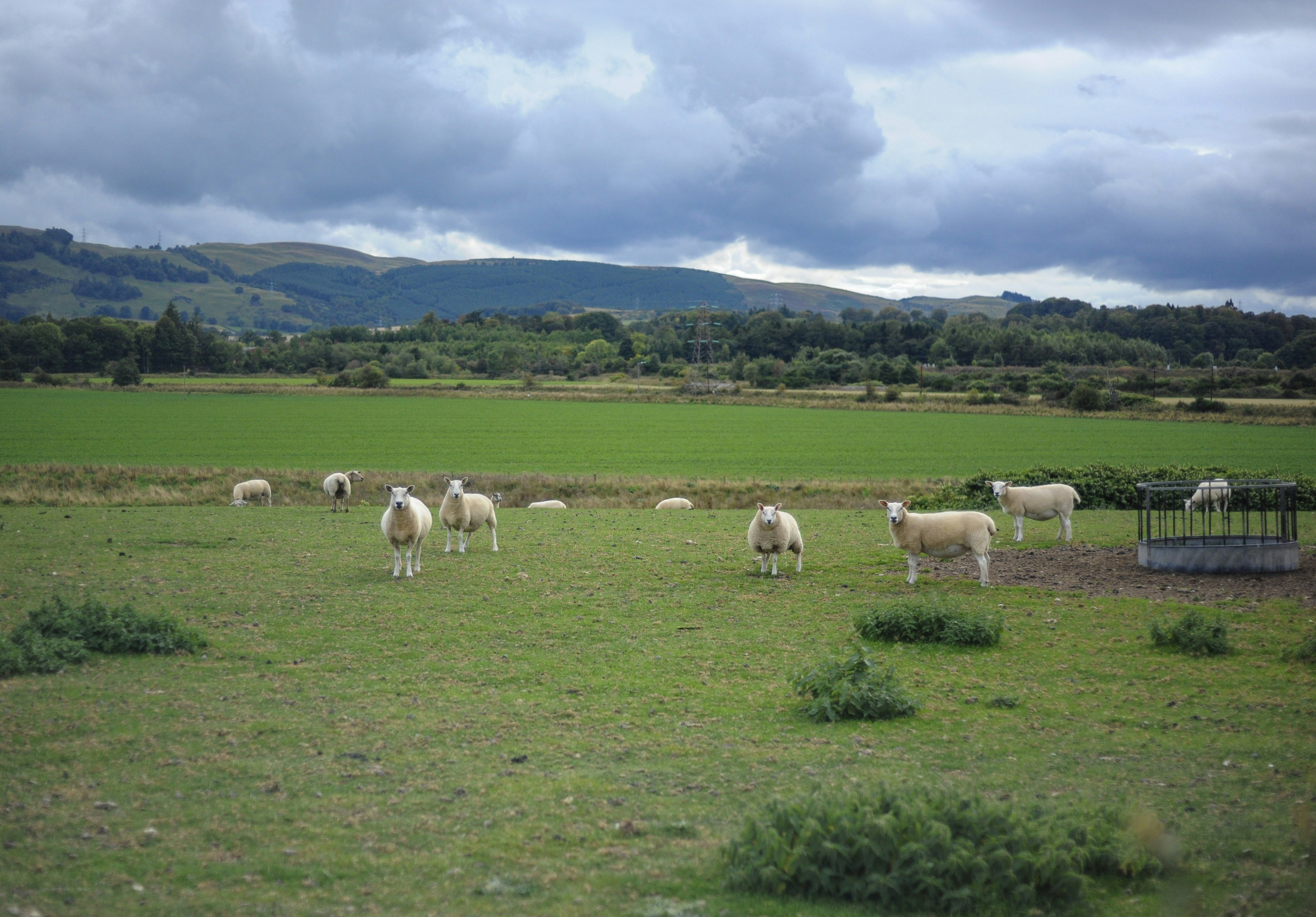 Pasture Chorus: A Flock of Sheep Beneath Rolling Hills