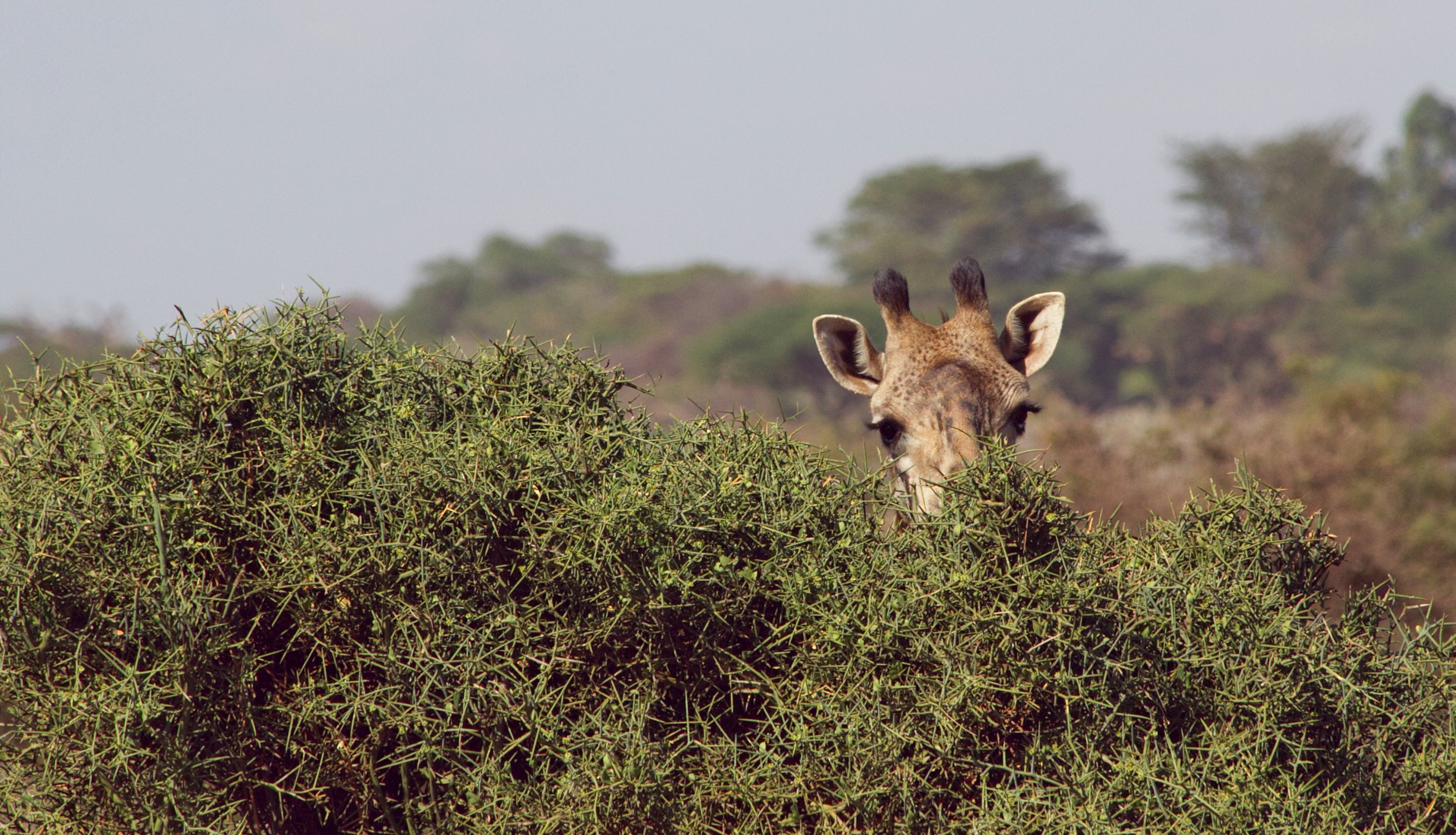 Desert brush with a giraffe peering over dense shrubbery; the head and ears emerge above the greenery, hinting at curiosity in a savanna scene.