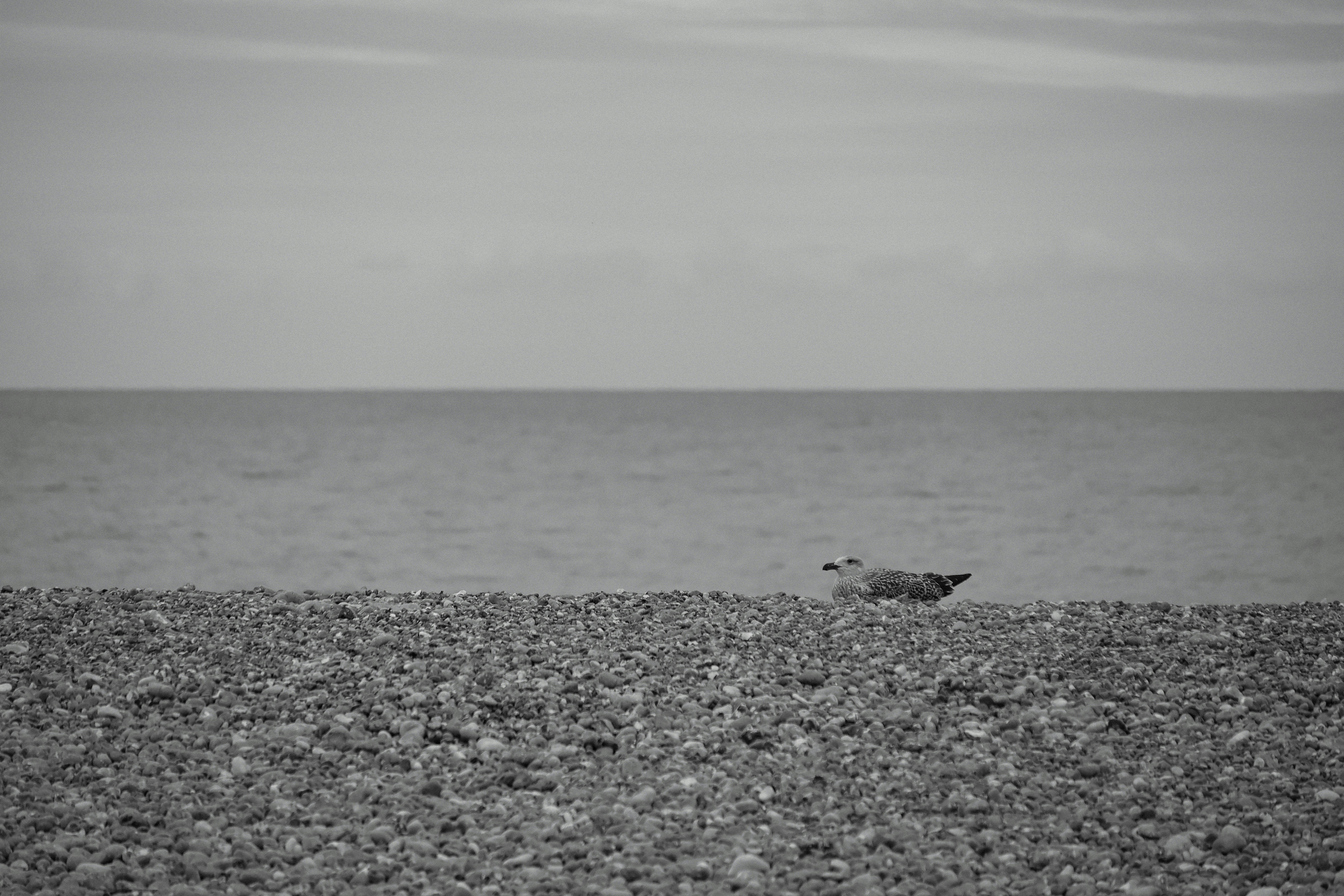 Pebble Beach Gull at the Horizon