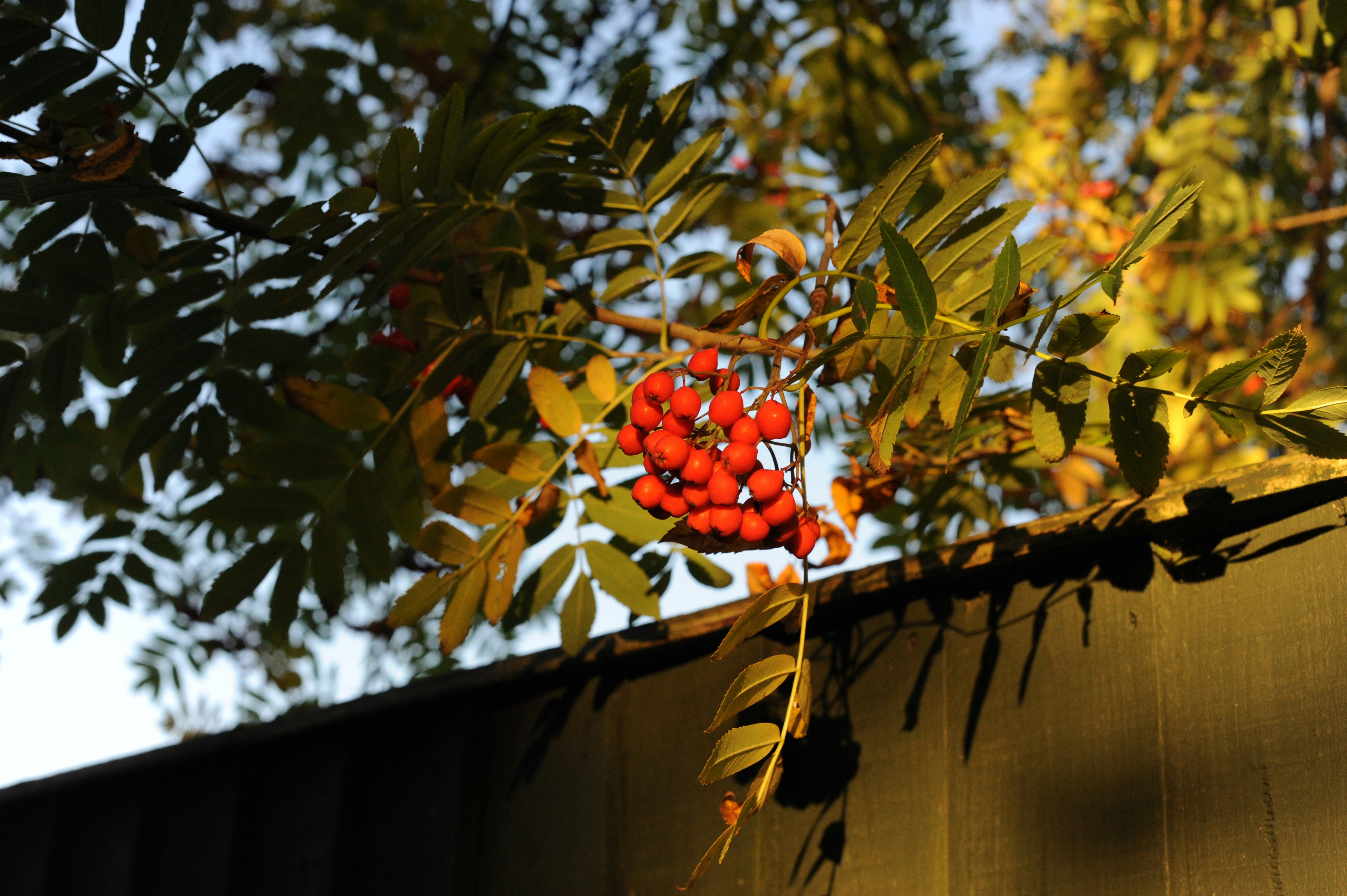 Red Berries in Dappled Light Against a Rustic Fence