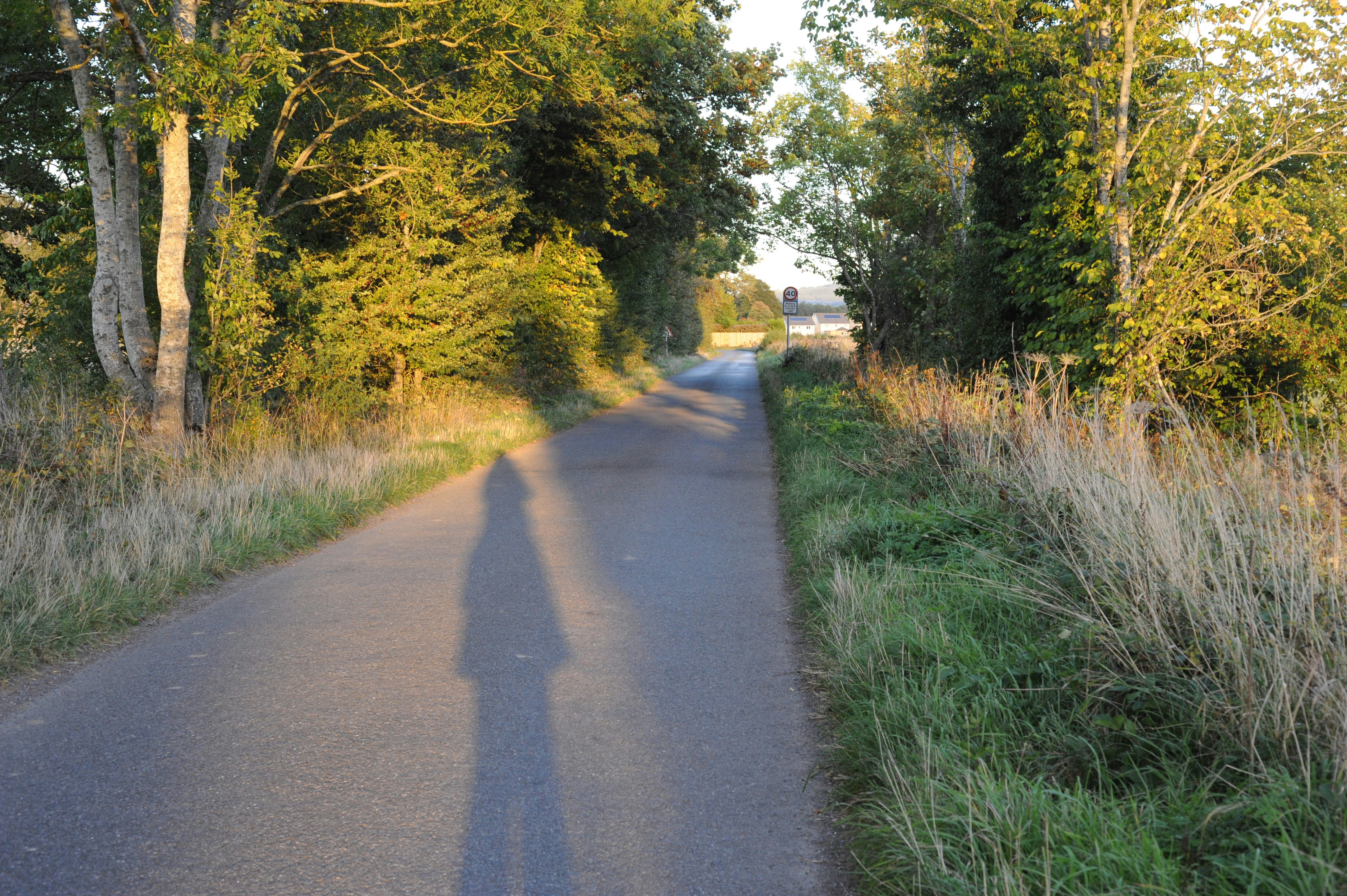 Shadowed Walkway: A Sunlit Path Through Tall Grasses