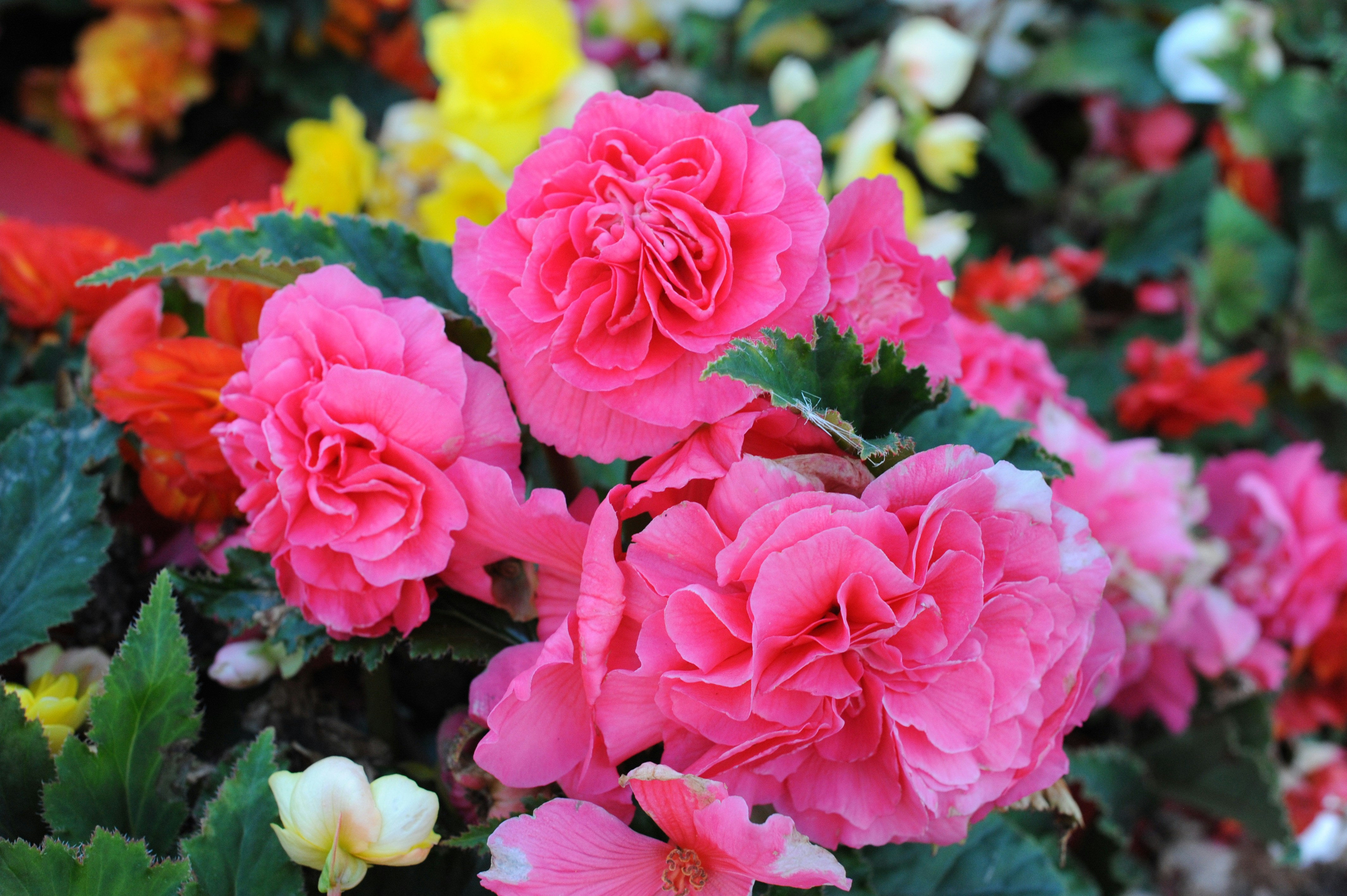 Soft-pink Camellias in a Burst of Garden Color