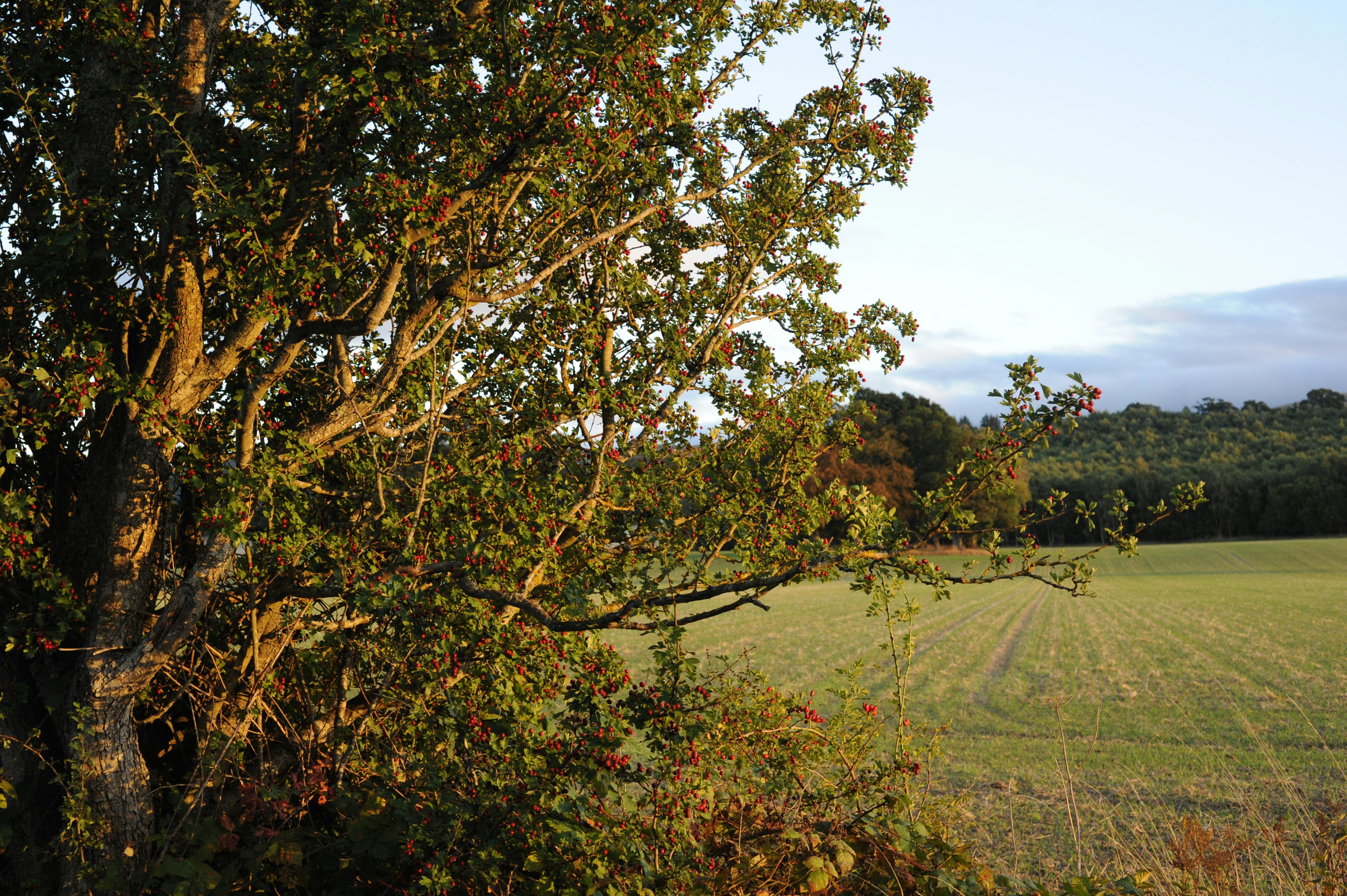 Edge of Oak: Branches Framing a Rice Field Horizon