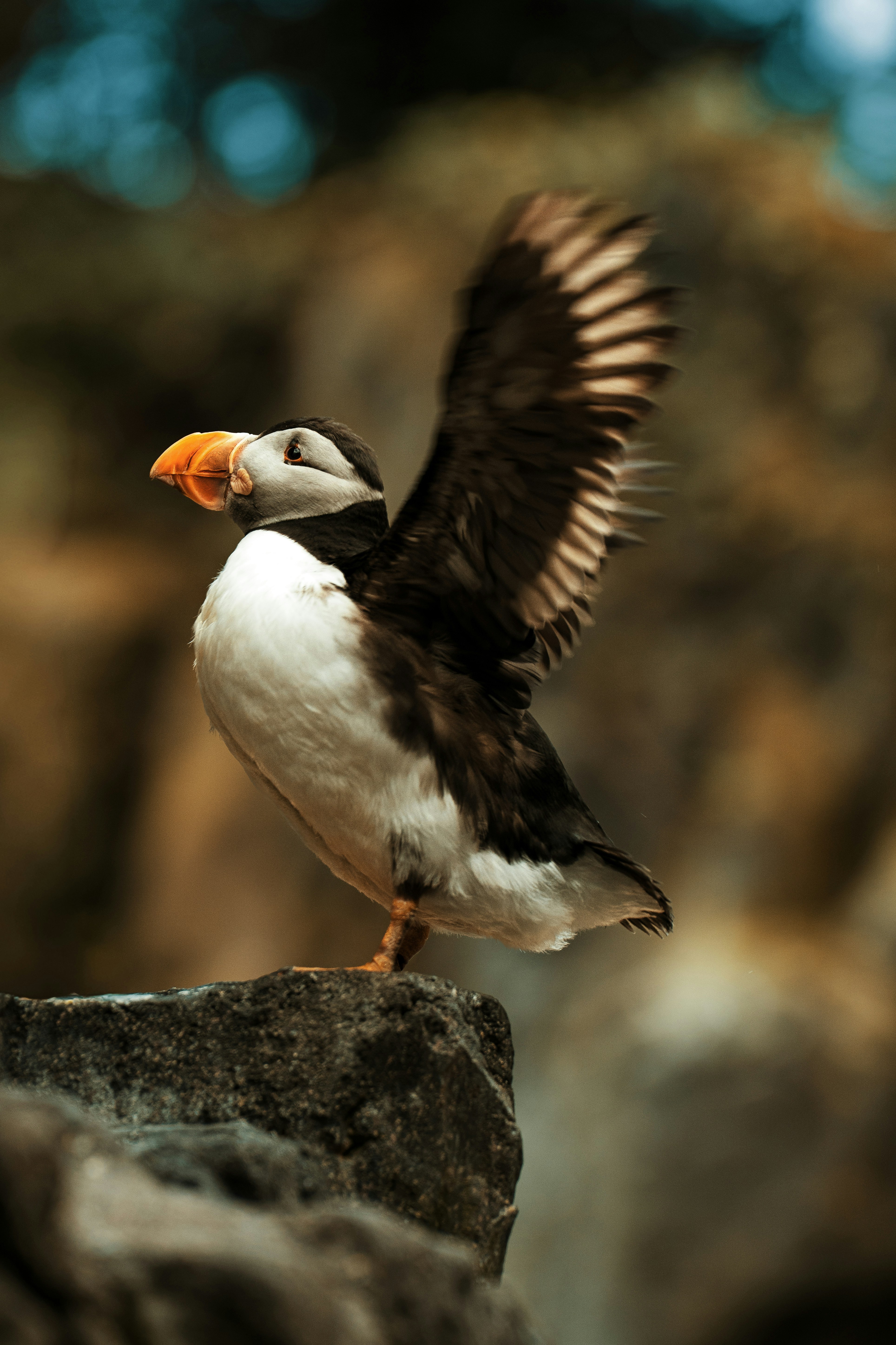 Compact puffin perched on a rocky ledge with one wing raised, vibrant orange beak in focus; natural rocky environment blurred in the background.