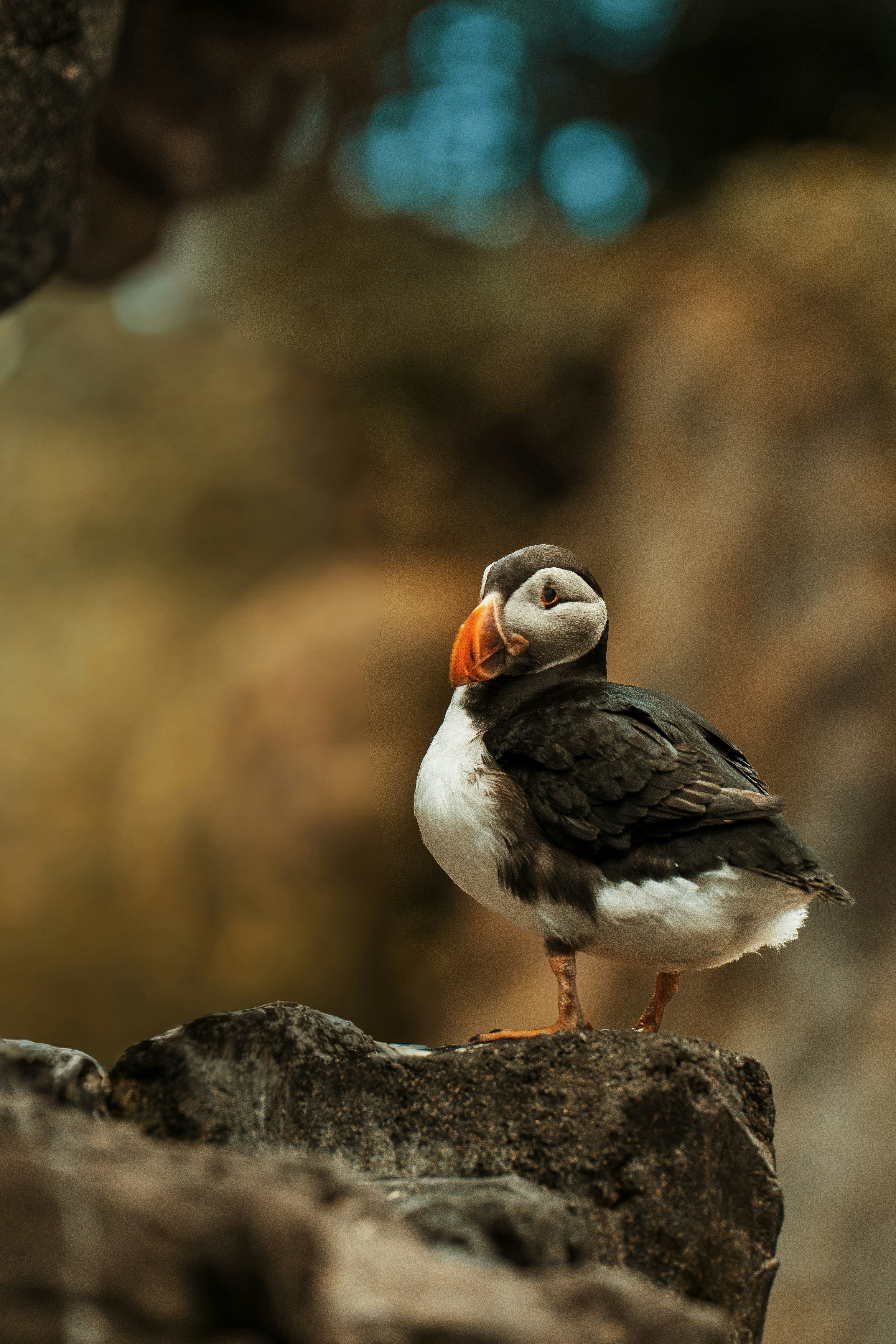 Puffin on a Cliff Edge under Soft Coastal Light