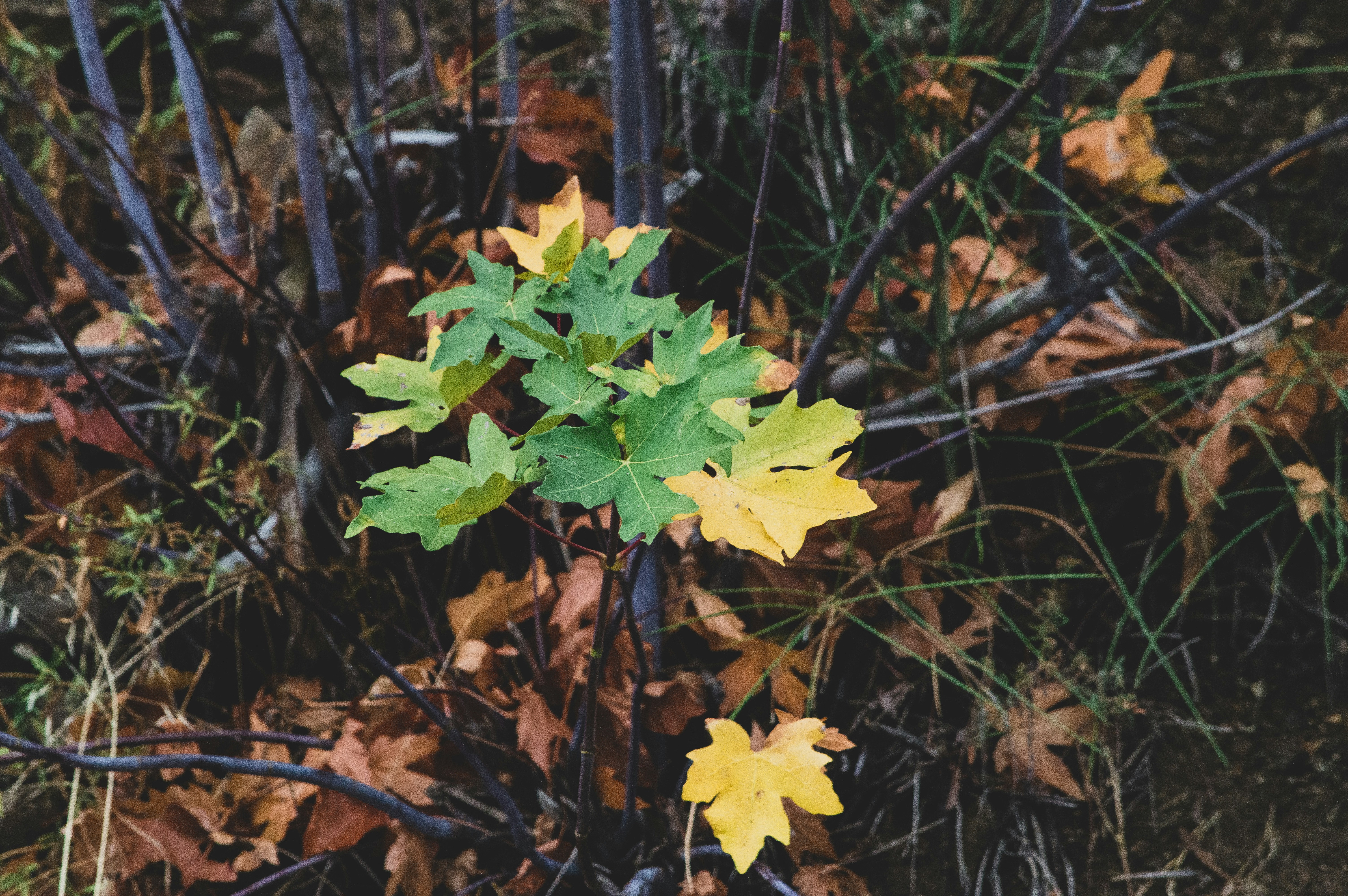 Autumn Maple Pivot: A Quiet Burst of Green and Gold