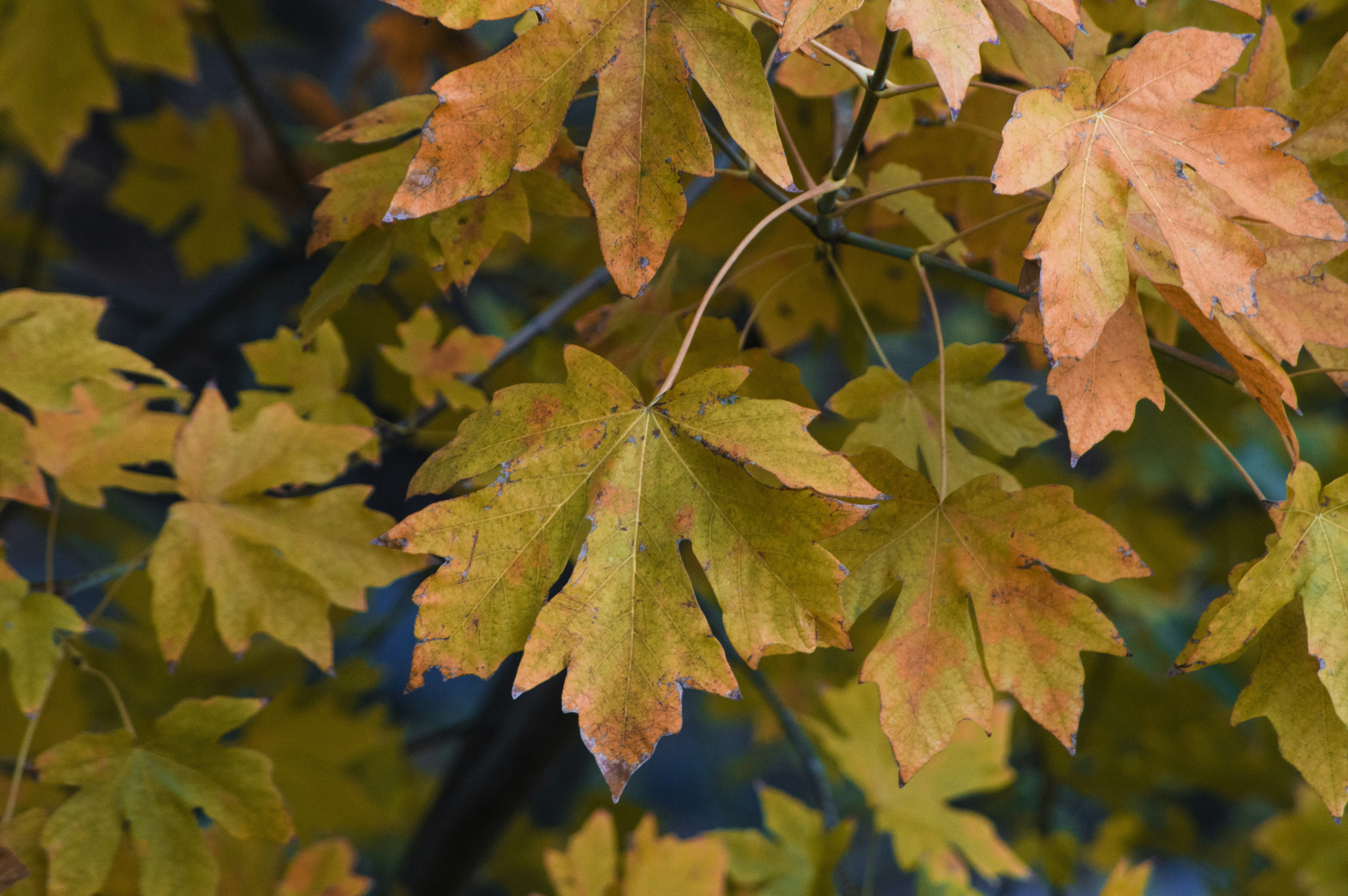 Autumn Maple Canopy: Warm Leaves Framed by Evening Vines