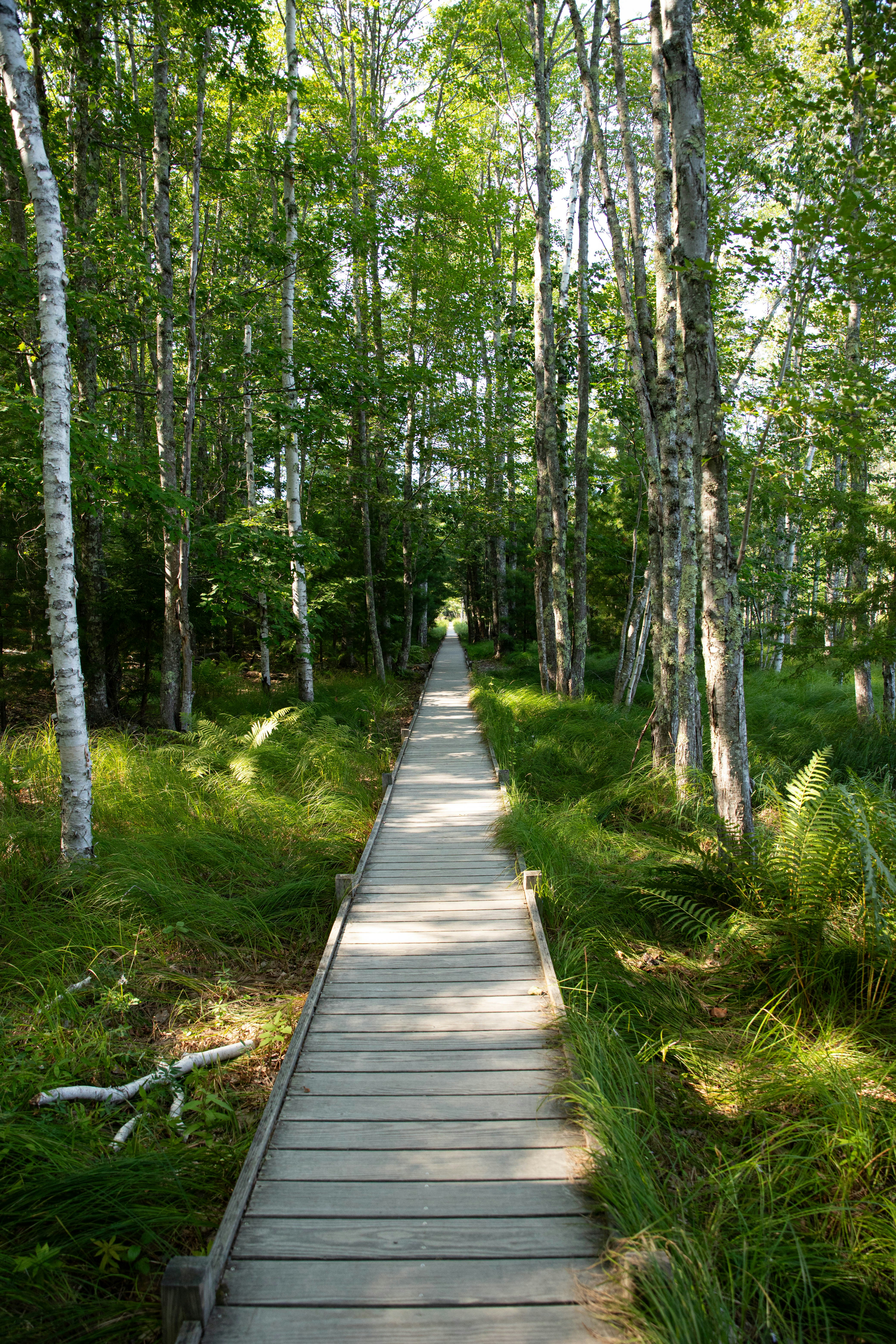 Path Through the Birch Corridor